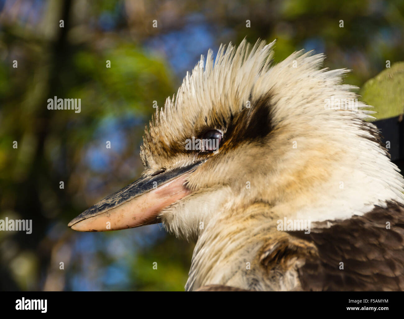 Five Sisters Zoo, Polbeth, Livingstone, Scotland. Kookaburra Stock ...
