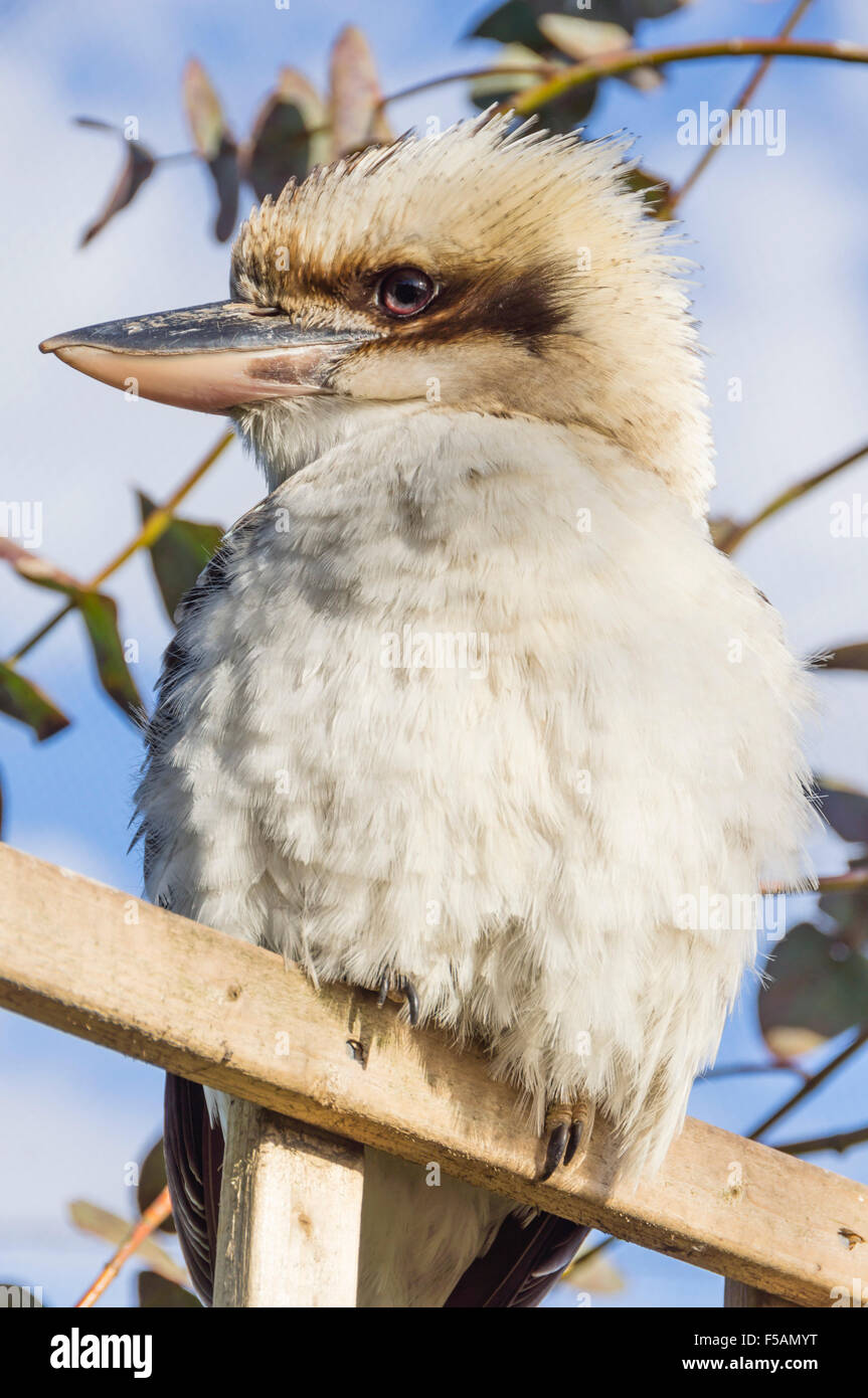 Five Sisters Zoo, Polbeth, Livingstone, Scotland. Kookaburra Stock ...