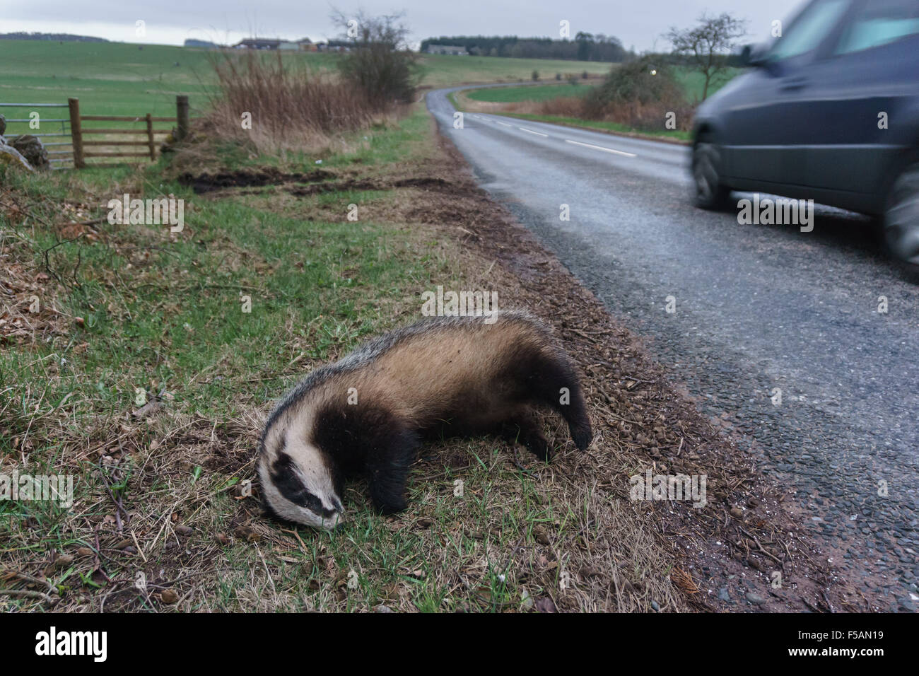 Badger dead beside a road in the Scottish Borders near Gordon Stock ...