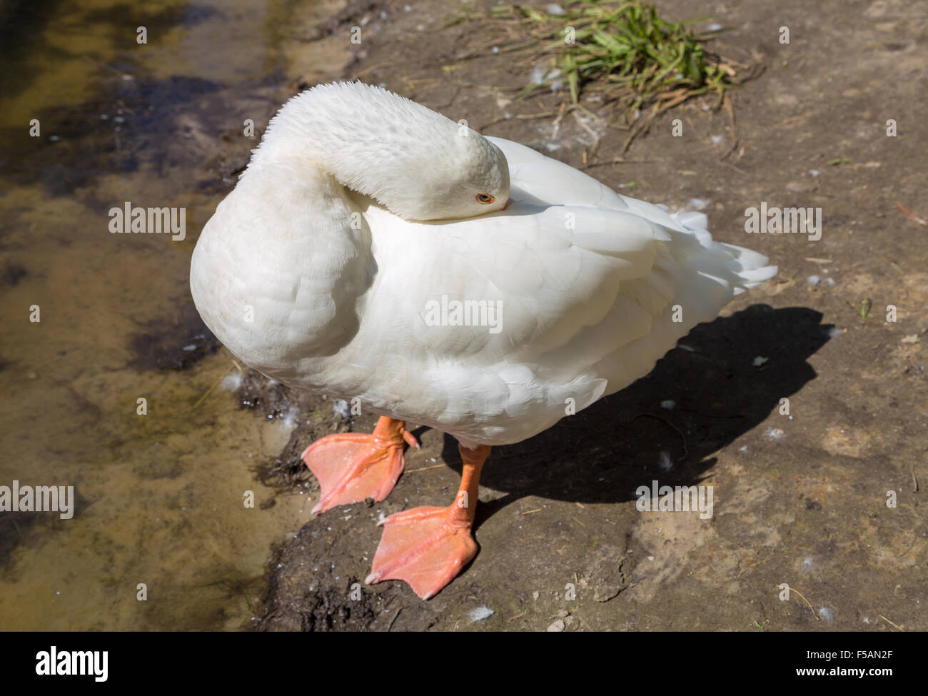 White duck goose hi-res stock photography and images - Alamy