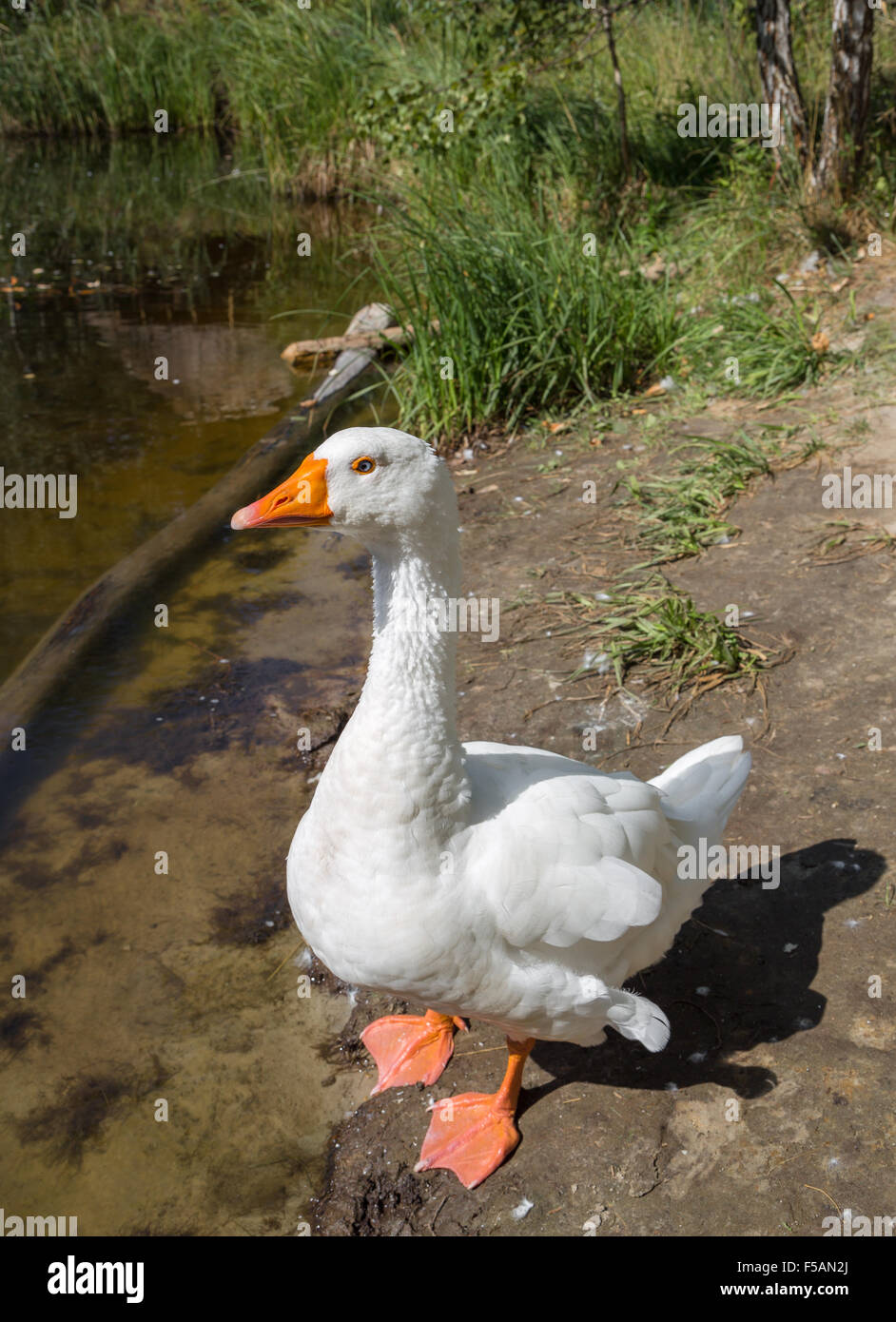 Side view of a goose hi-res stock photography and images - Alamy