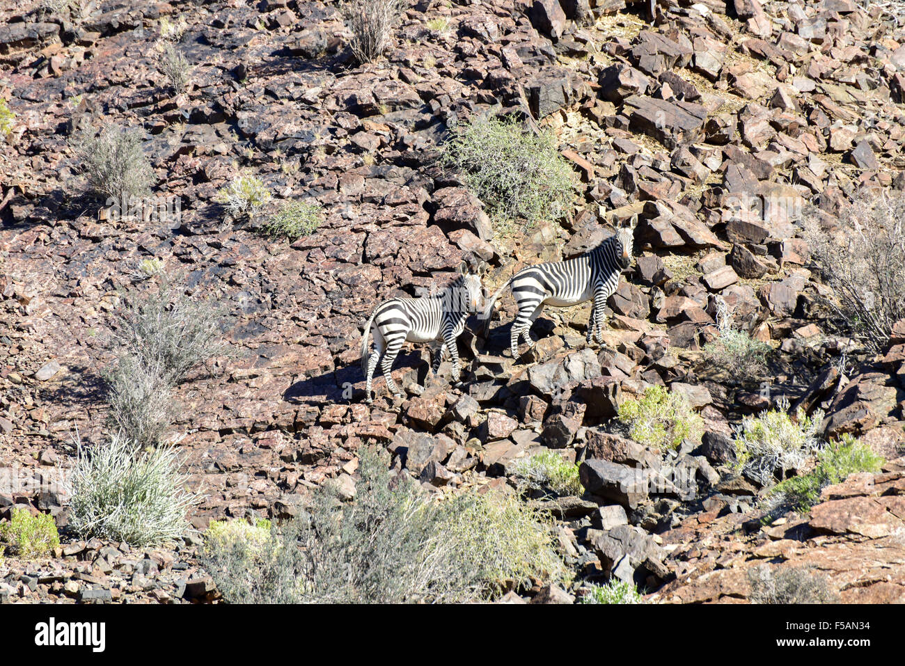 Desert Zebra in the Fish River Canyon in Namibia, Africa. It is the ...