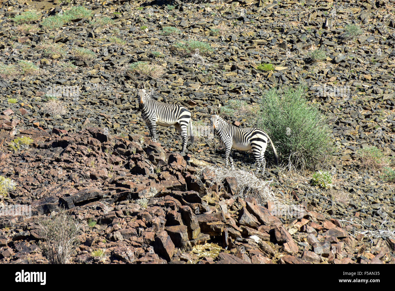 Desert Zebra in the Fish River Canyon in Namibia, Africa. It is the ...