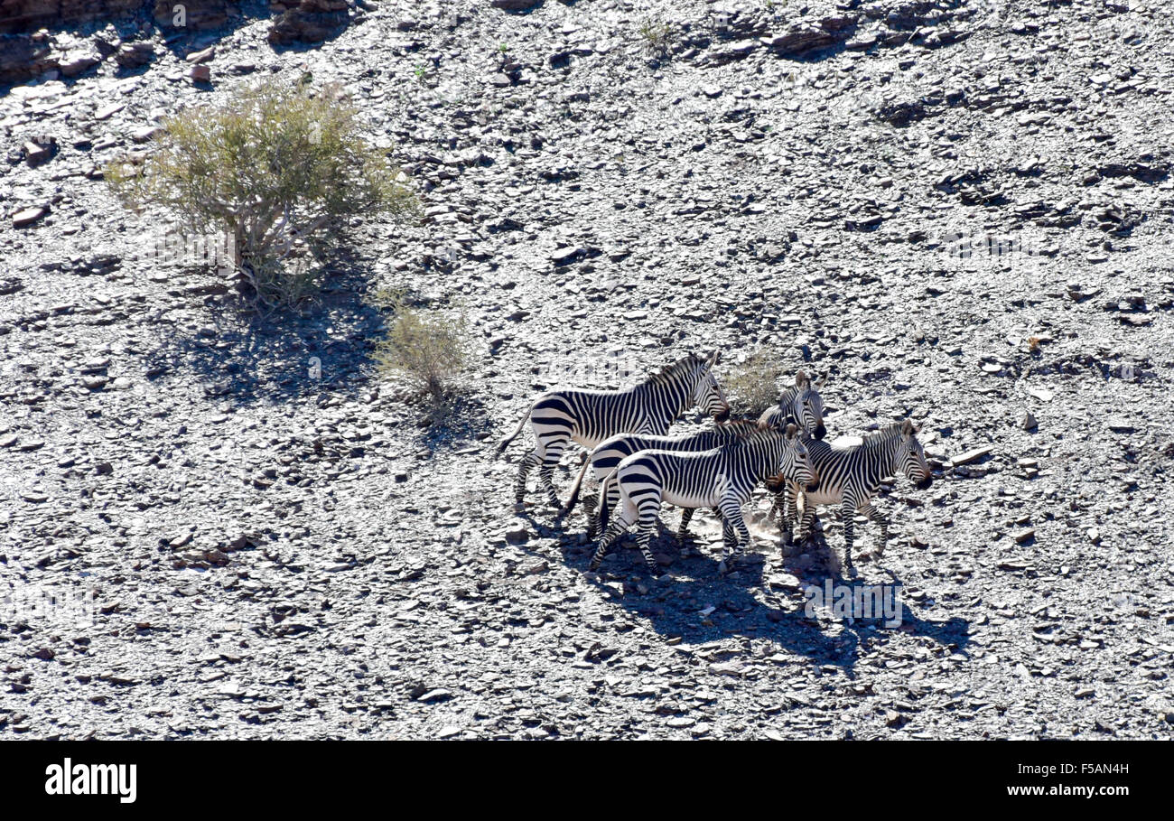 Desert zebras in the Fish River Canyon in Namibia, Africa. It is the ...