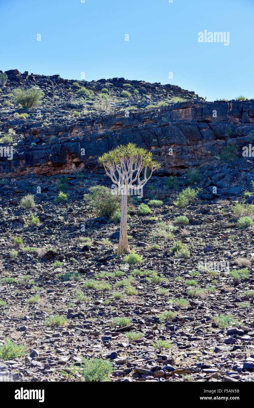 Quiver tree in the Fish River Canyon in Namibia, Africa. It is the ...