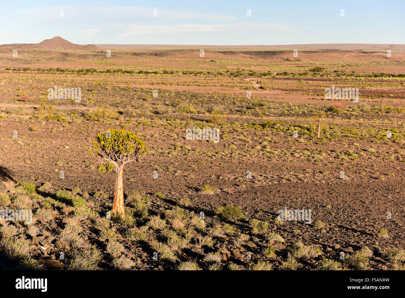 Quiver tree in the Fish River Canyon in Namibia, Africa. It is the ...