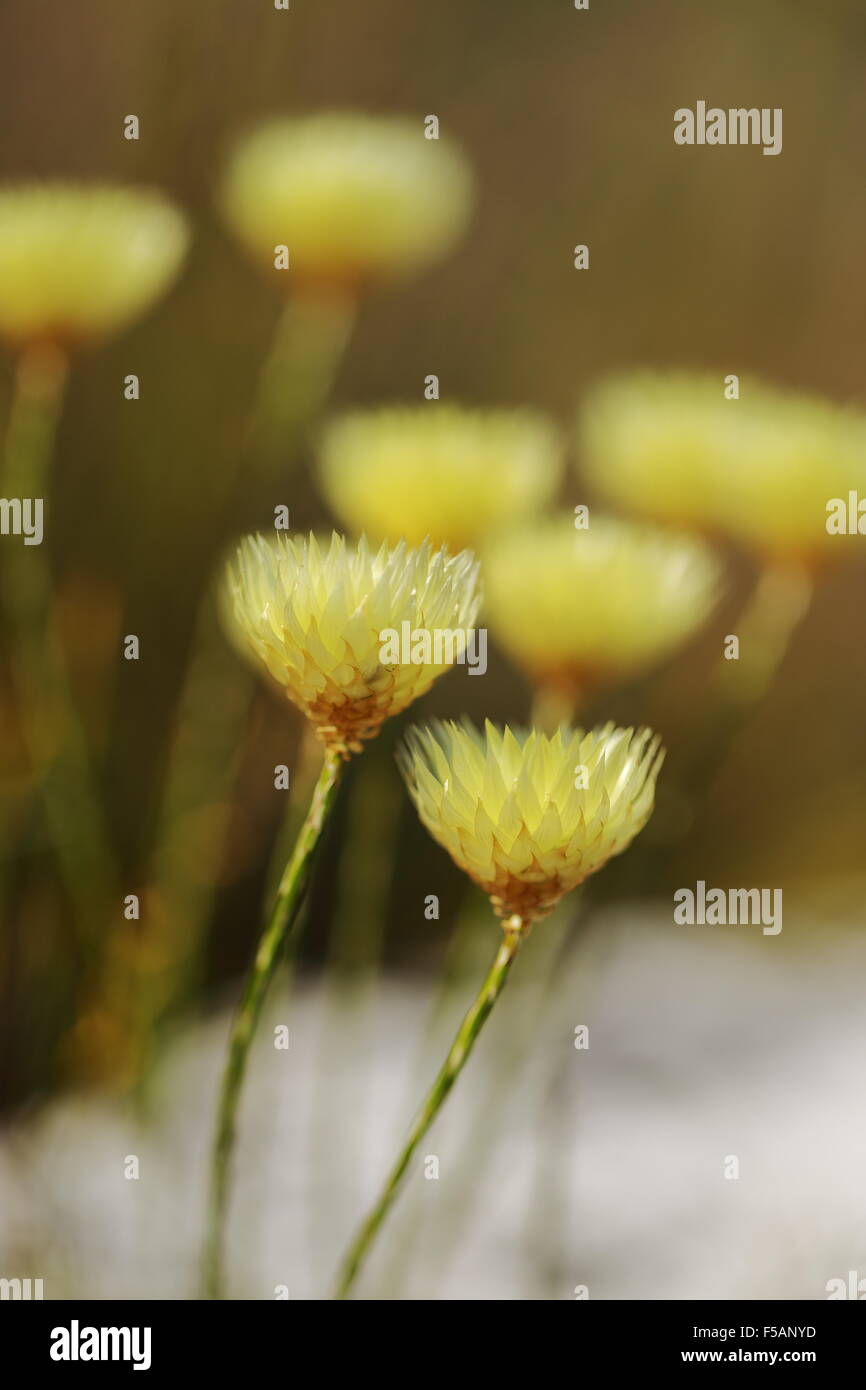 Edmondia sesamoides hi-res stock photography and images - Alamy