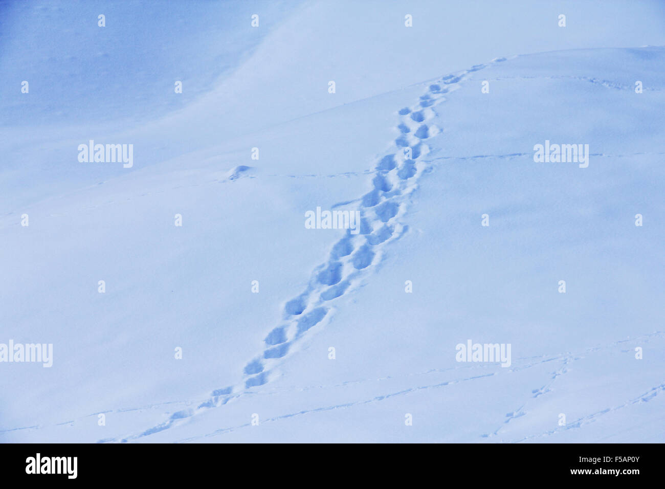 Animal tracks in fresh snow, natural background Stock Photo - Alamy