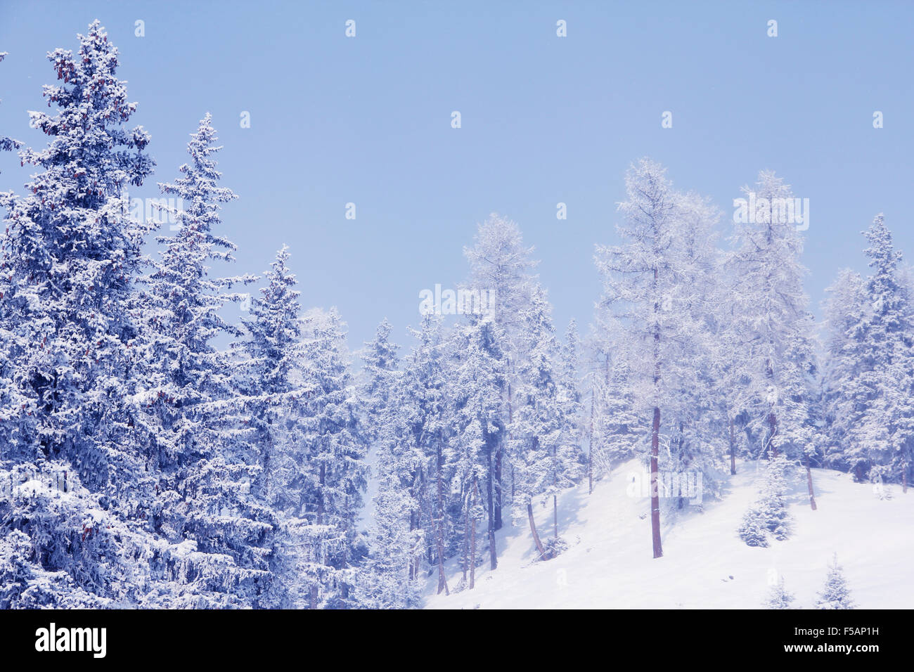 Beautiful winter landscape with fir forest in mountains Stock Photo - Alamy