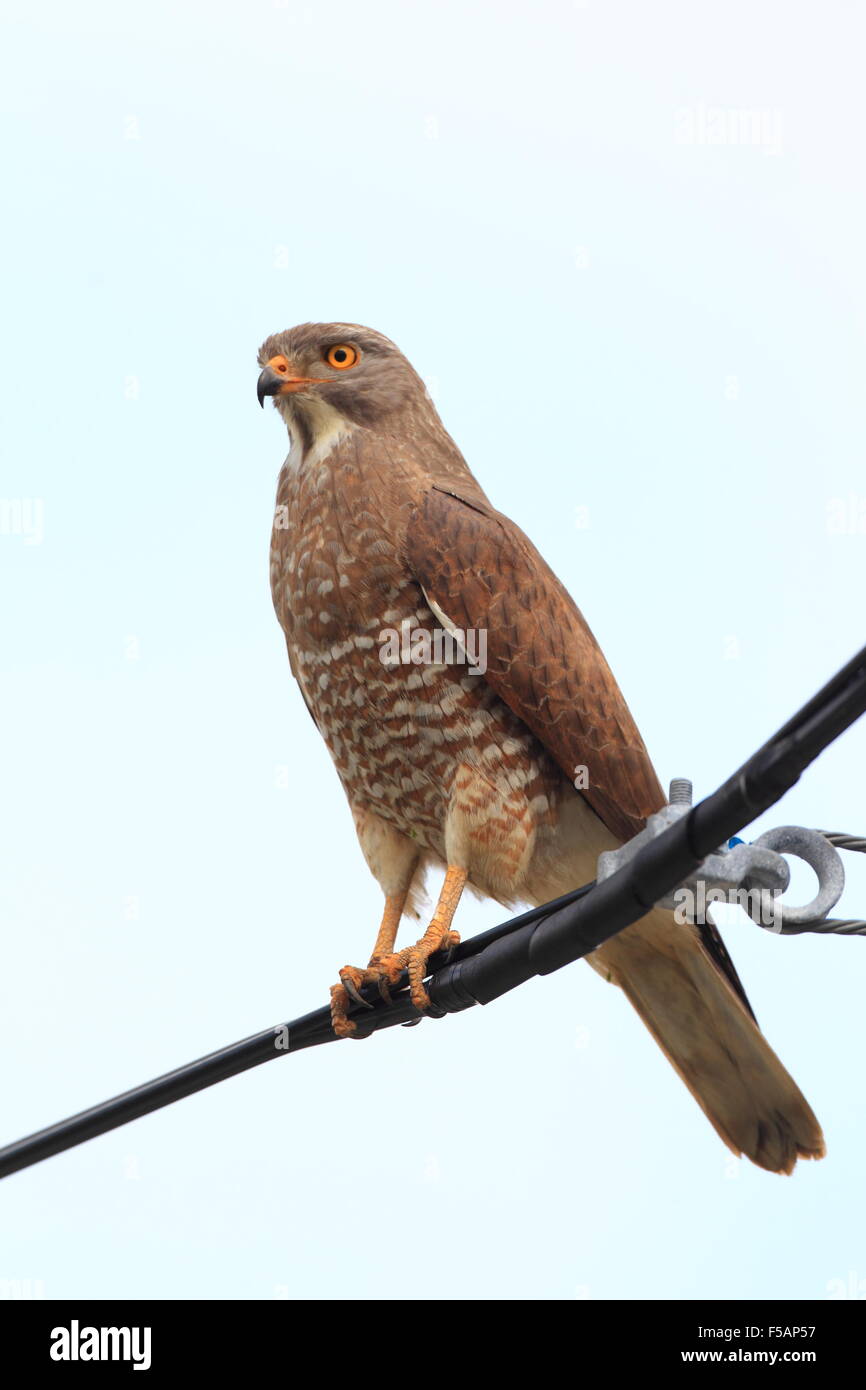 Grey-faced Buzzard (Butastur indicus) in Japan Stock Photo - Alamy