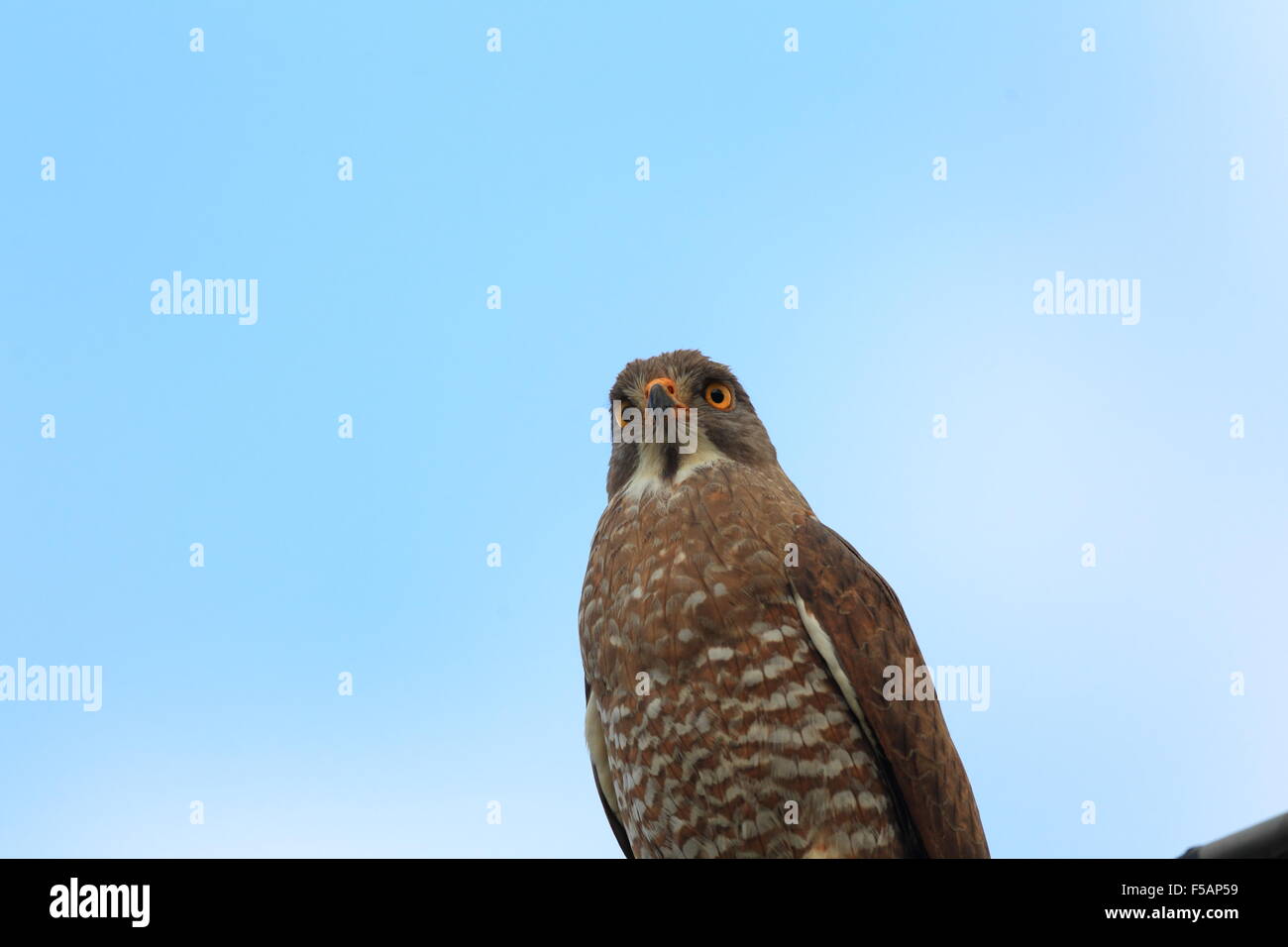 Grey-faced Buzzard (Butastur indicus) in Japan Stock Photo - Alamy