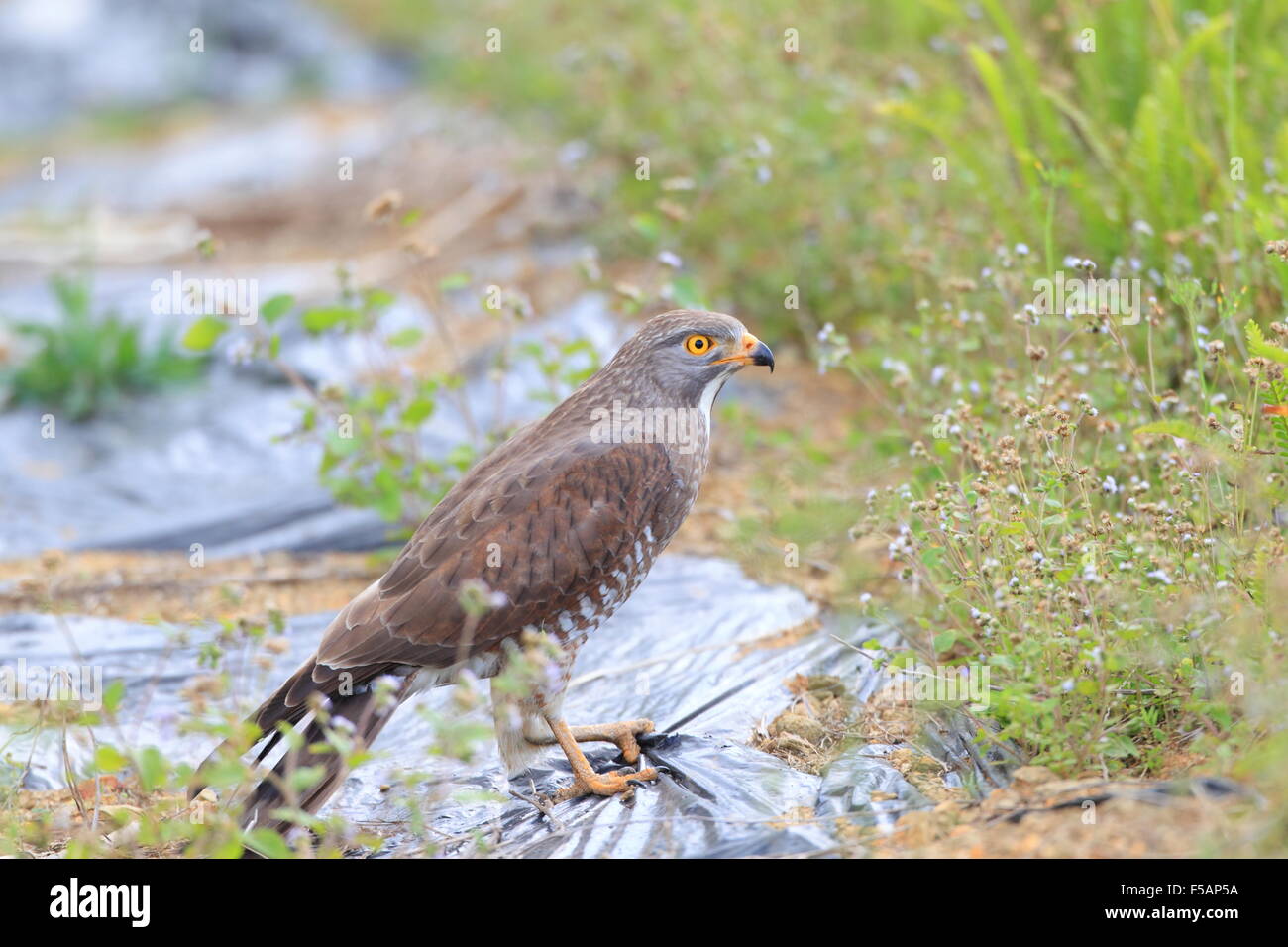 Grey-faced Buzzard (Butastur indicus) in Japan Stock Photo - Alamy