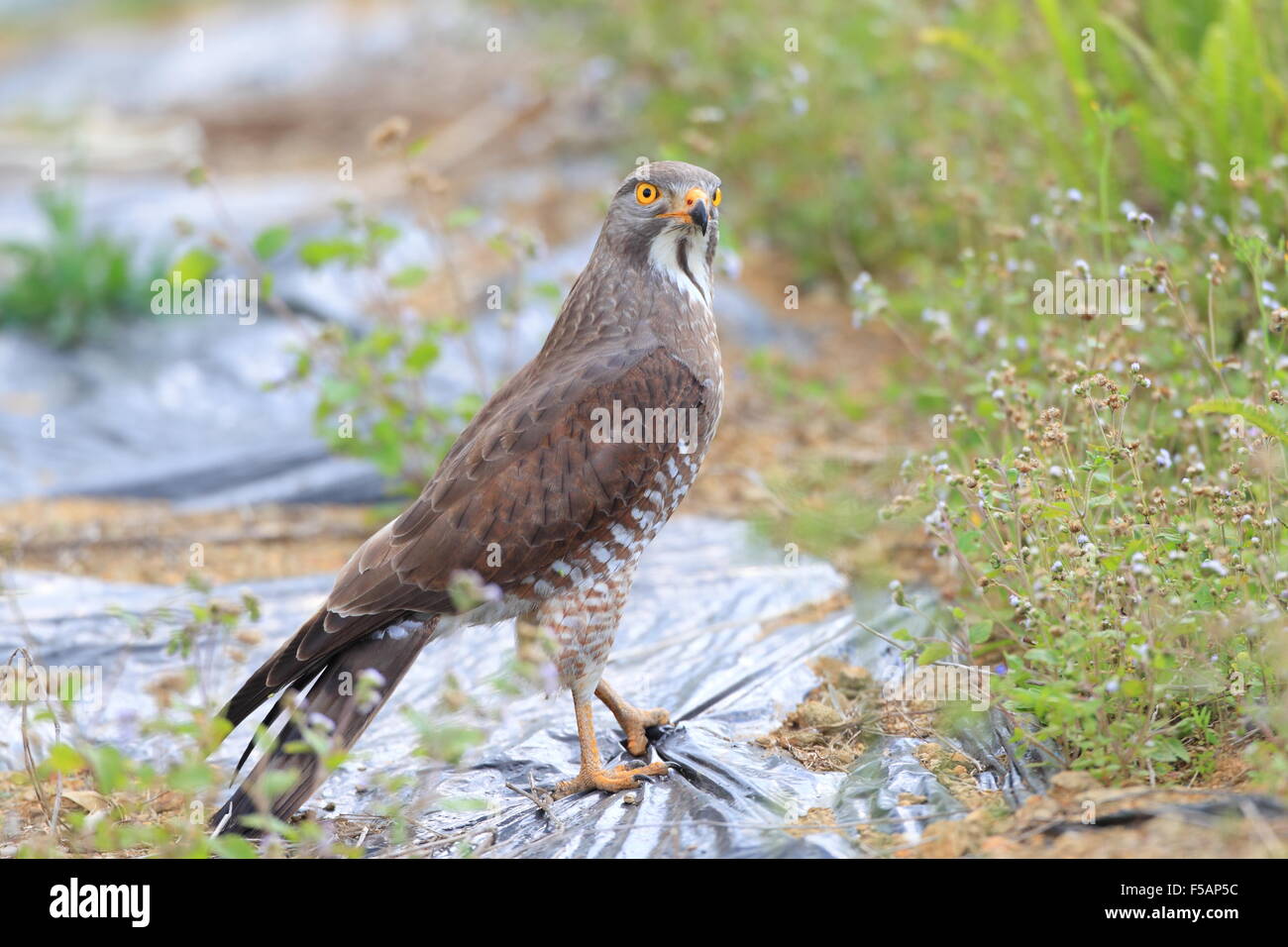 Grey-faced Buzzard (Butastur indicus) in Japan Stock Photo - Alamy