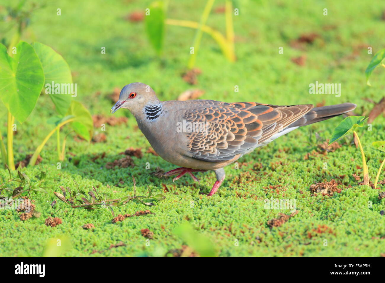Oriental Turtle Dove High Resolution Stock Photography and Images - Alamy