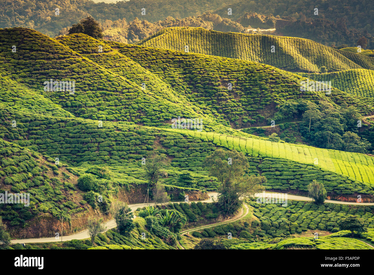 Tea plantation Cameron highlands, Malaysia Stock Photo - Alamy
