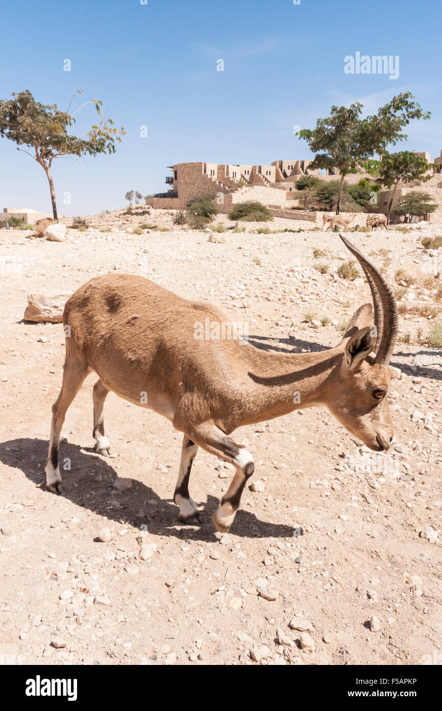 Mitzpe Ramon, Israel. An Ibex (Mountain Goats) near the "Beresheet ...