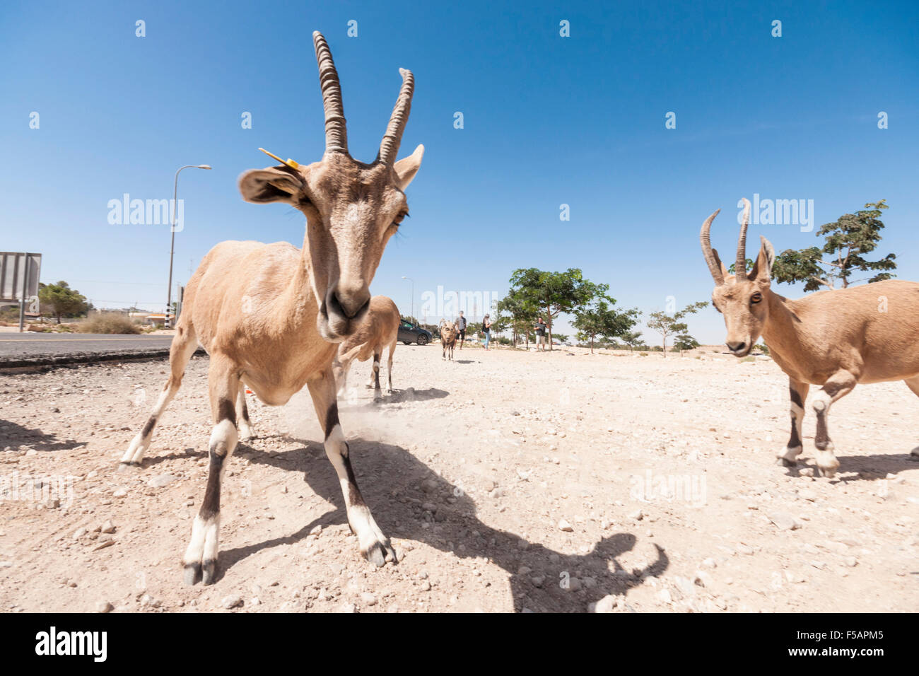 Israel. A young Ibex (Mountain Goats) feeding near the town of Mitzpe ...