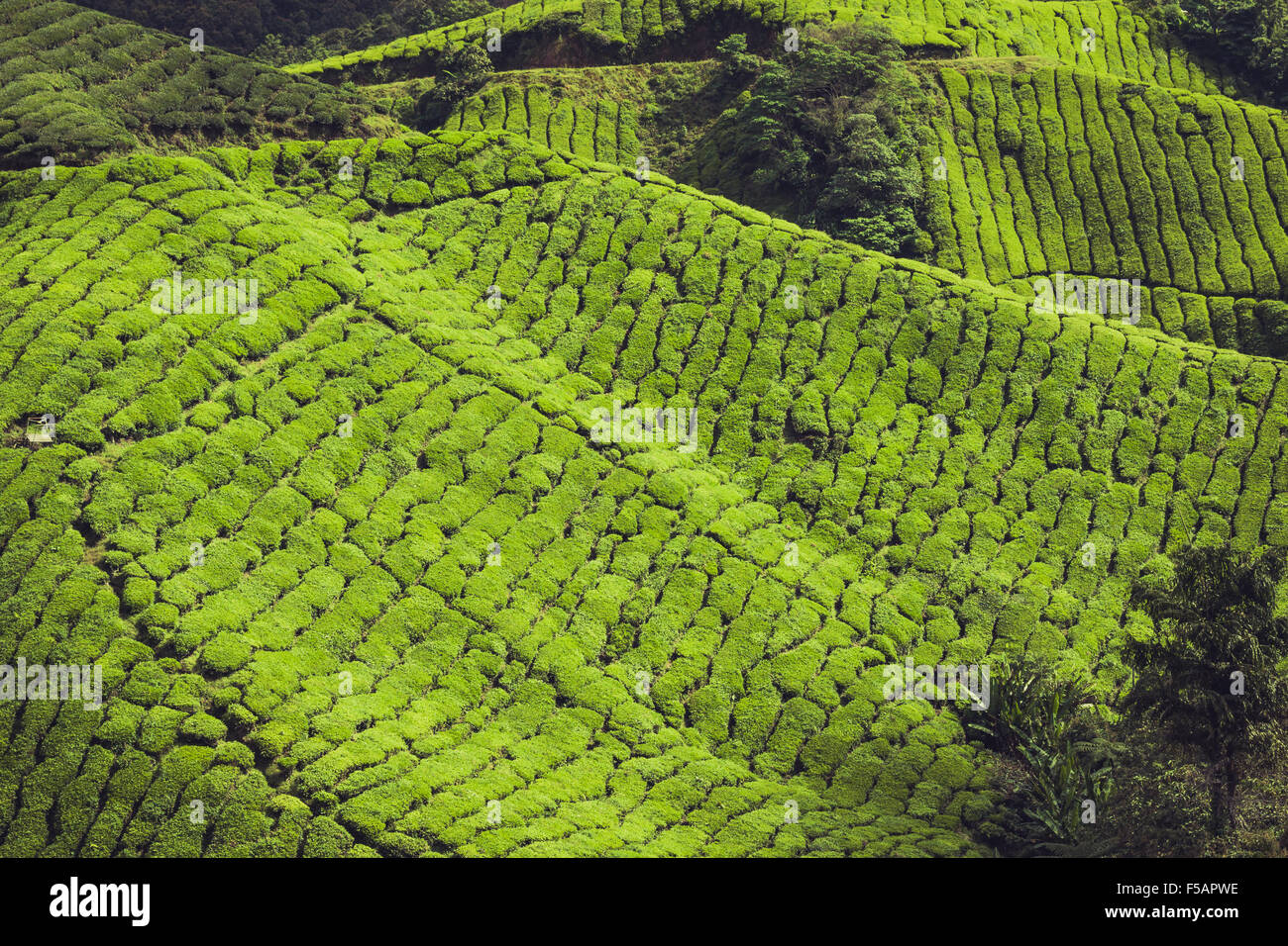 Tea farm at Cameron Highland Malaysia Stock Photo - Alamy