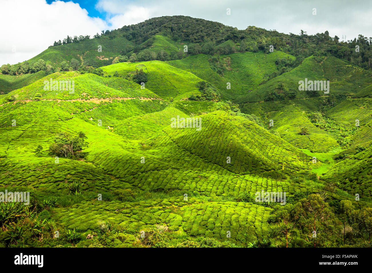 Tea farm at Cameron Highland Malaysia Stock Photo - Alamy