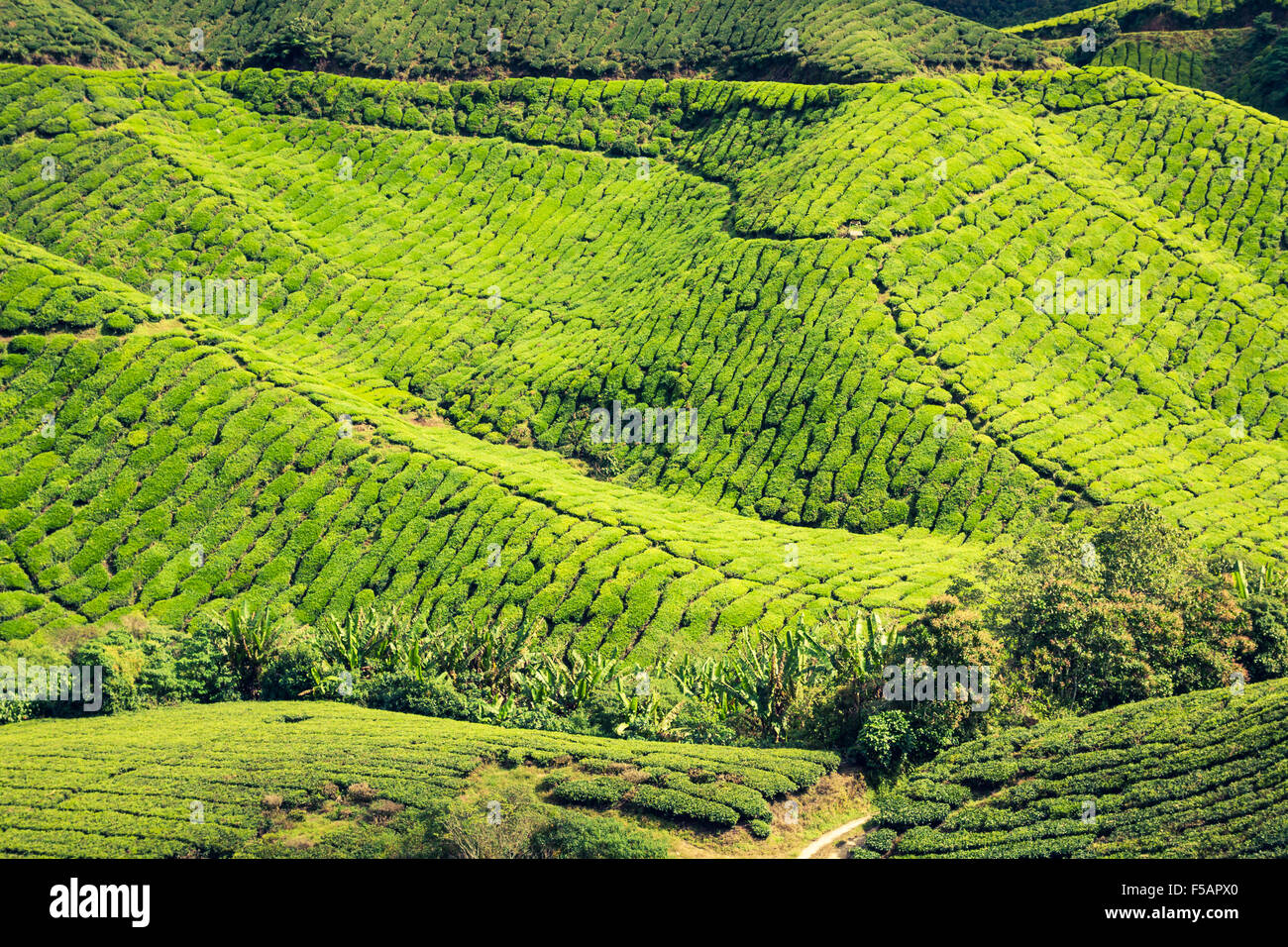 Tea farm at Cameron Highland Malaysia Stock Photo - Alamy