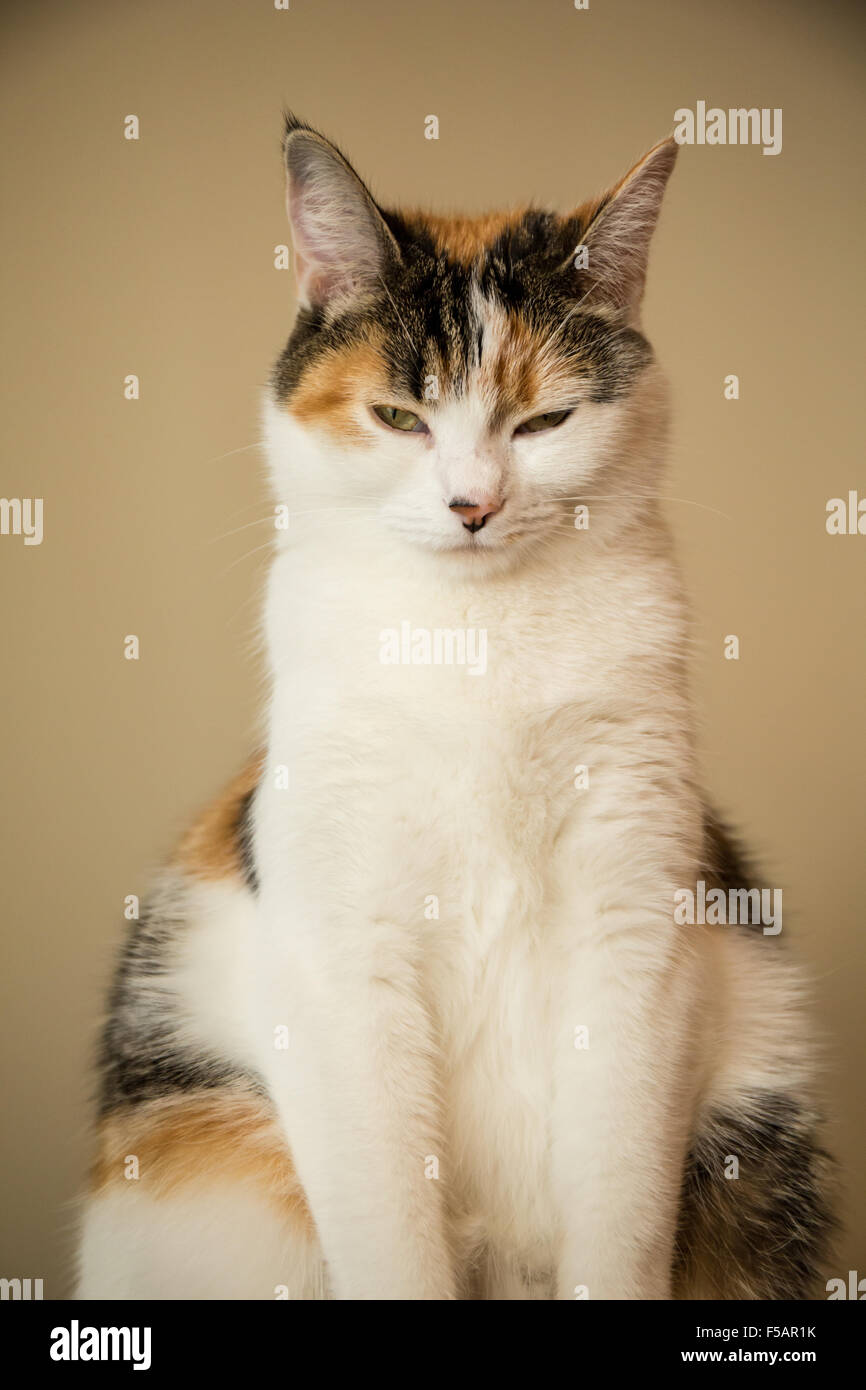 Cute calico cat felis catus hi-res stock photography and images - Alamy
