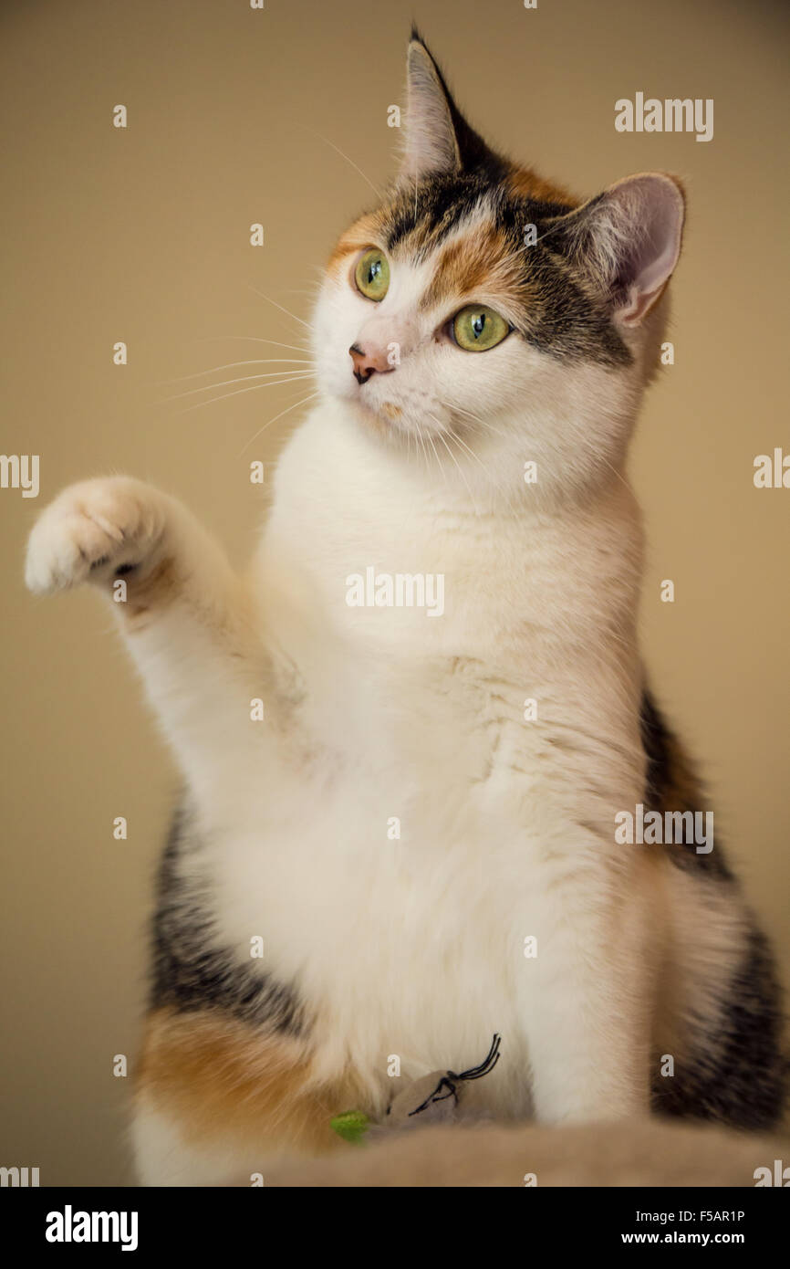 Cat swatting toy hi-res stock photography and images - Alamy