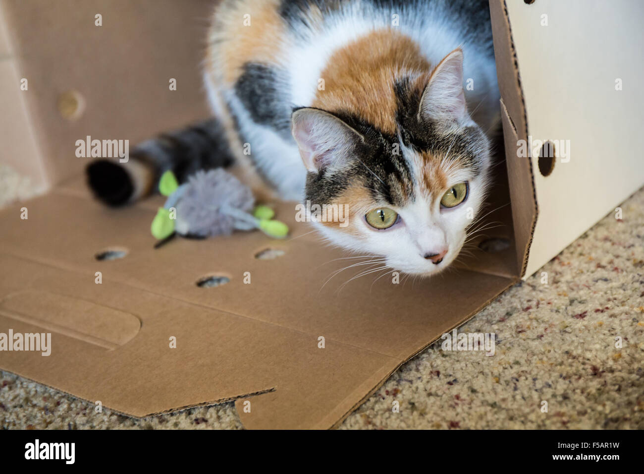 Molly, a calico cat, curiously peeking from inside her cardboard box ...