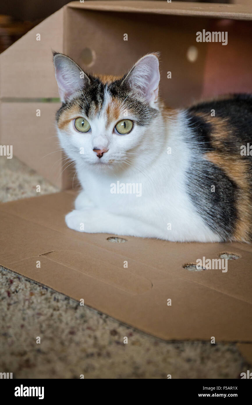 Molly, a calico cat, relaxing inside of her cardboard box hiding place ...