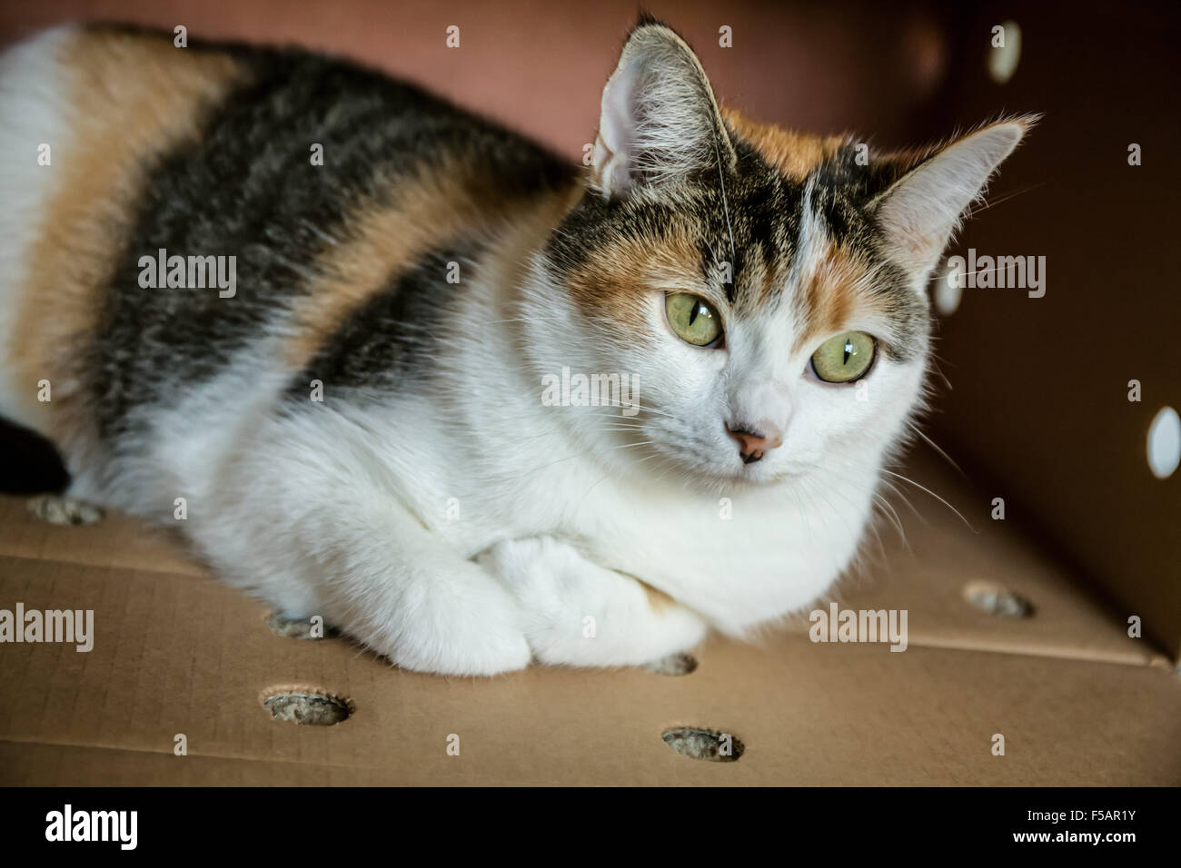 Molly hide hi-res stock photography and images - Alamy