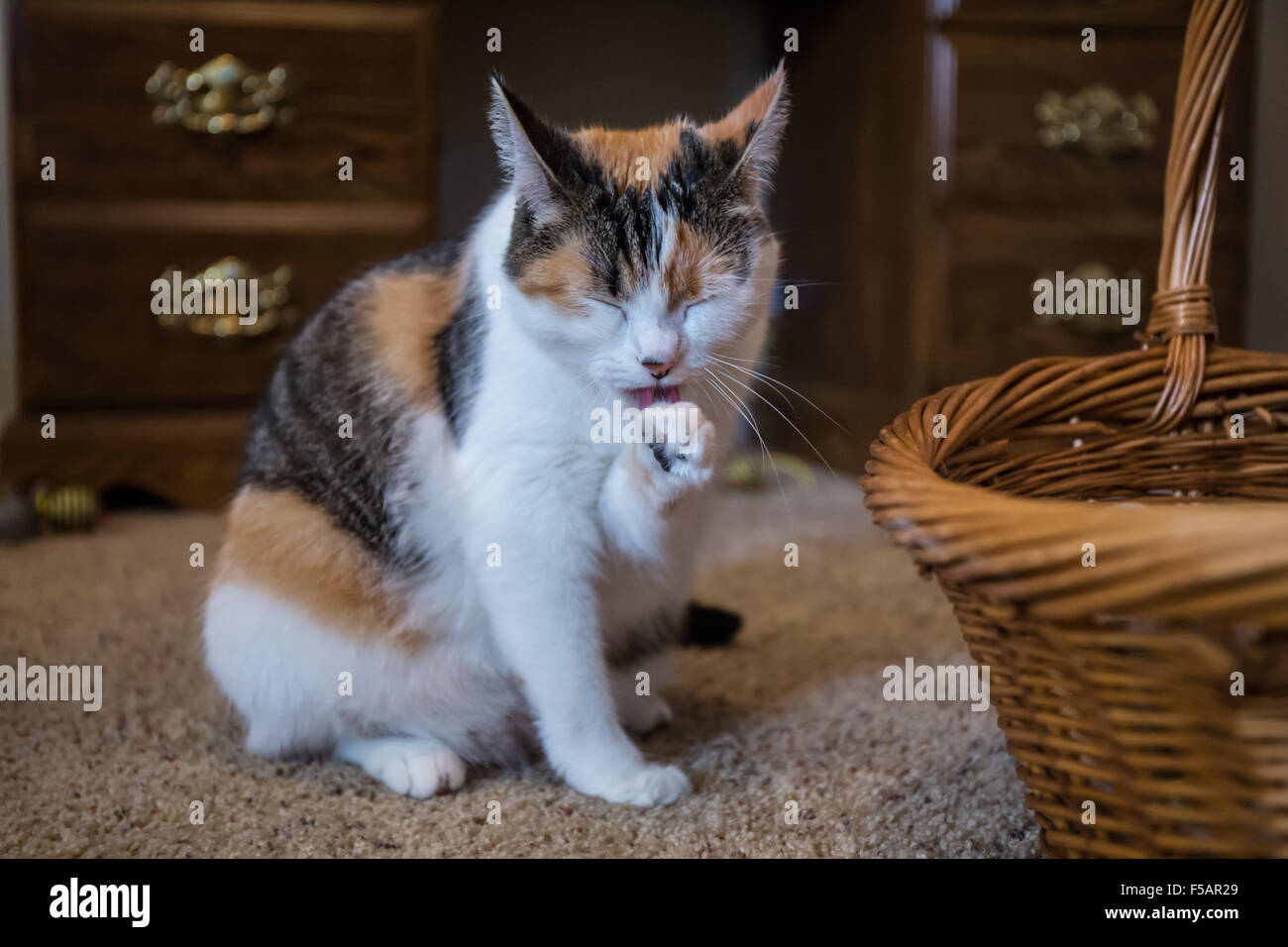 Calico cat paw hi-res stock photography and images - Alamy
