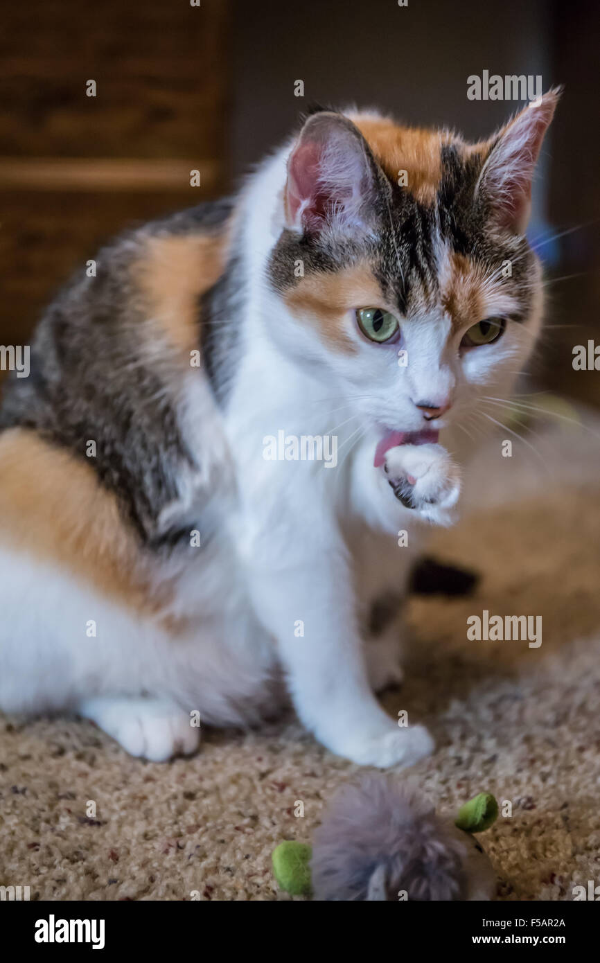 Molly, a calico cat, cleaning her paw by licking it Stock Photo - Alamy