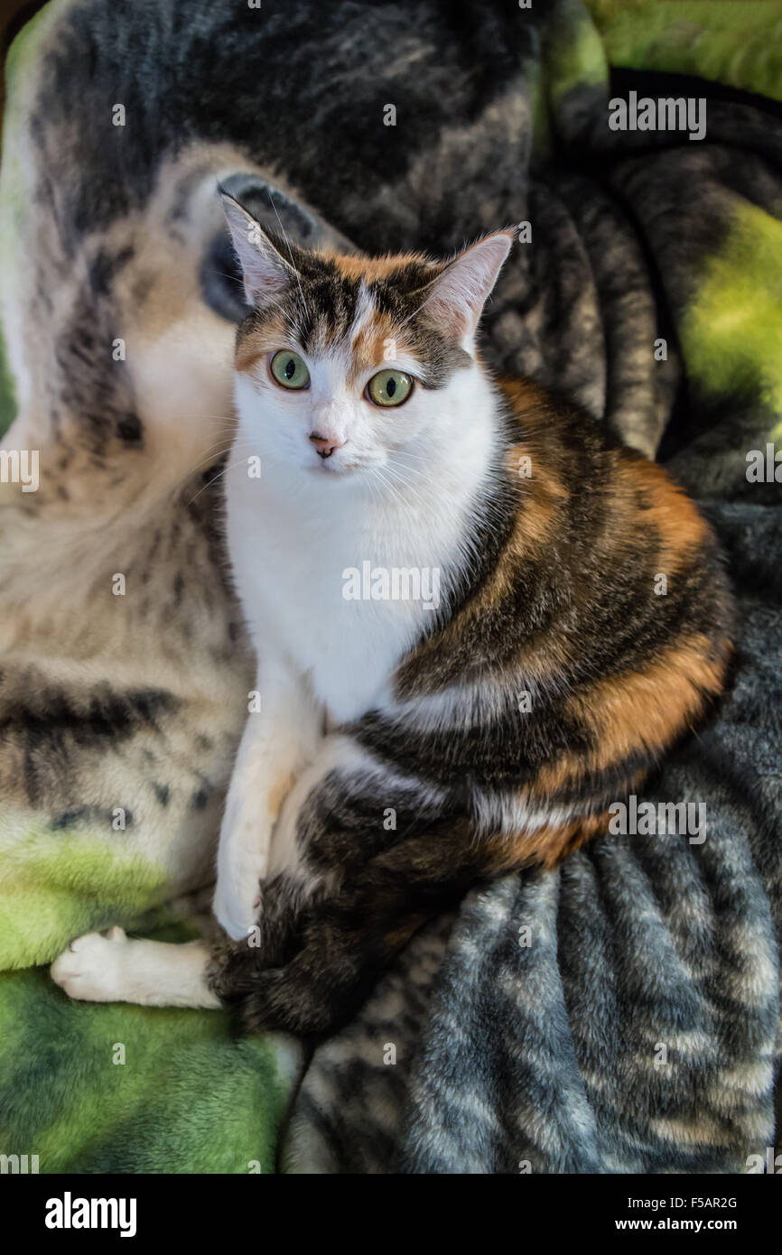 Molly, a calico cat, resting comfortably on a blanket on a lap Stock ...