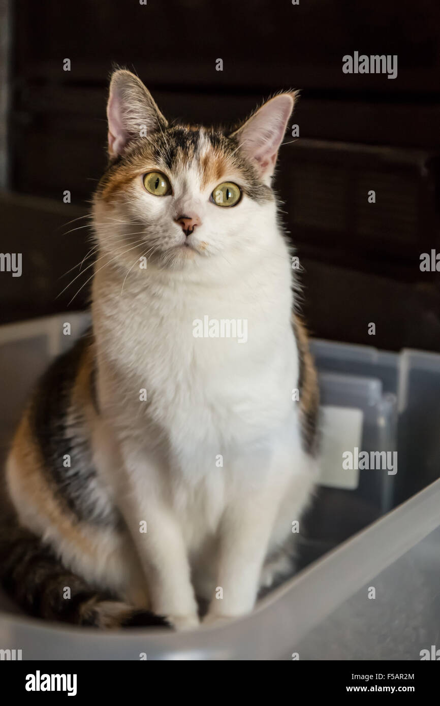 Molly, a calico cat, playing inside of a plastic storage container ...