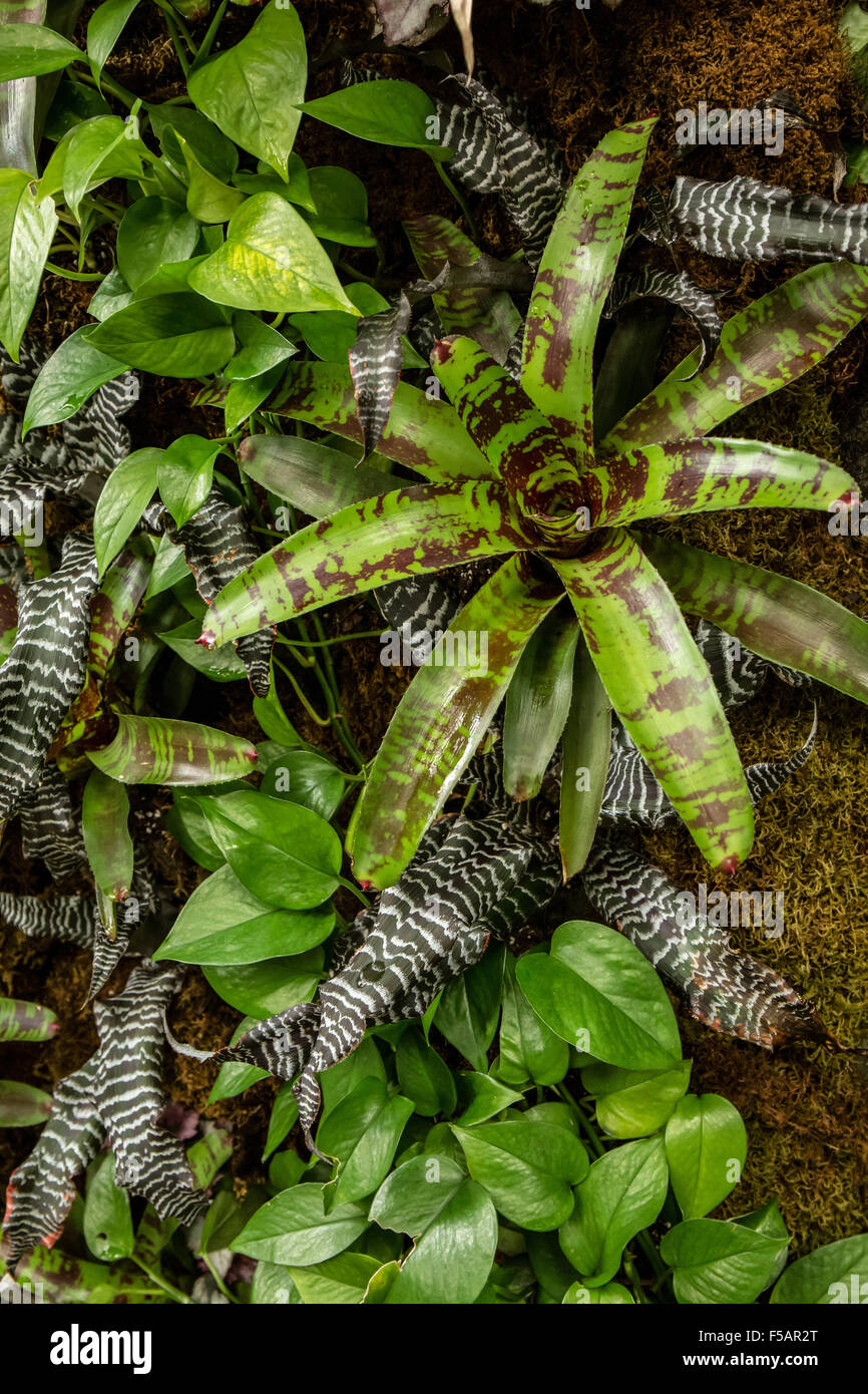 Green leaf plant conservatory hi-res stock photography and images - Alamy