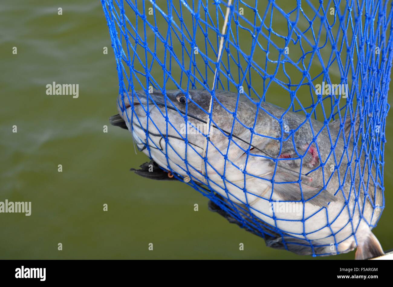 Catfish caught in fishing net Stock Photo - Alamy
