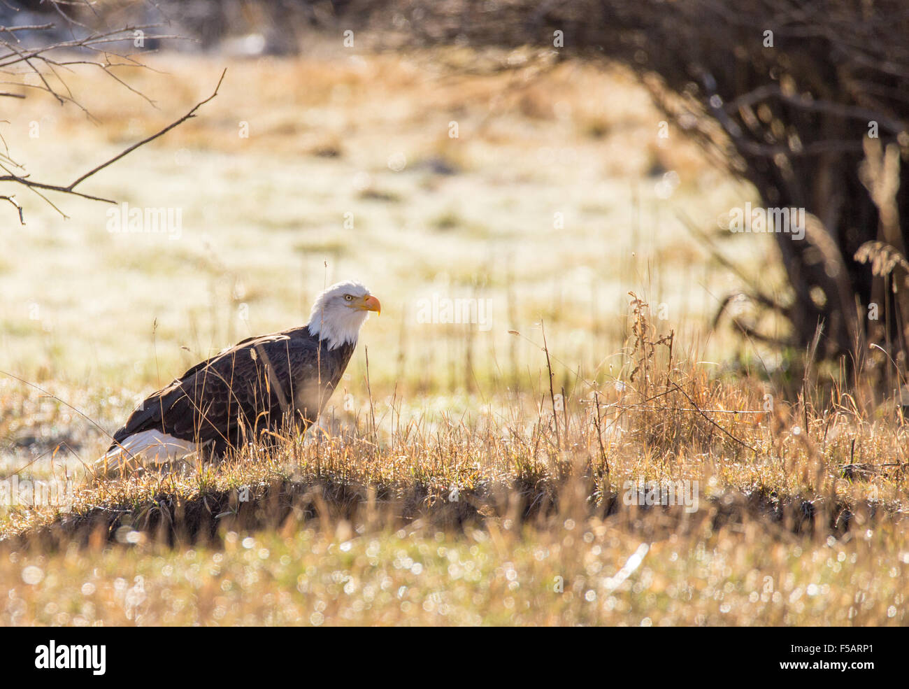 American bald eagle standing on hi-res stock photography and images - Alamy