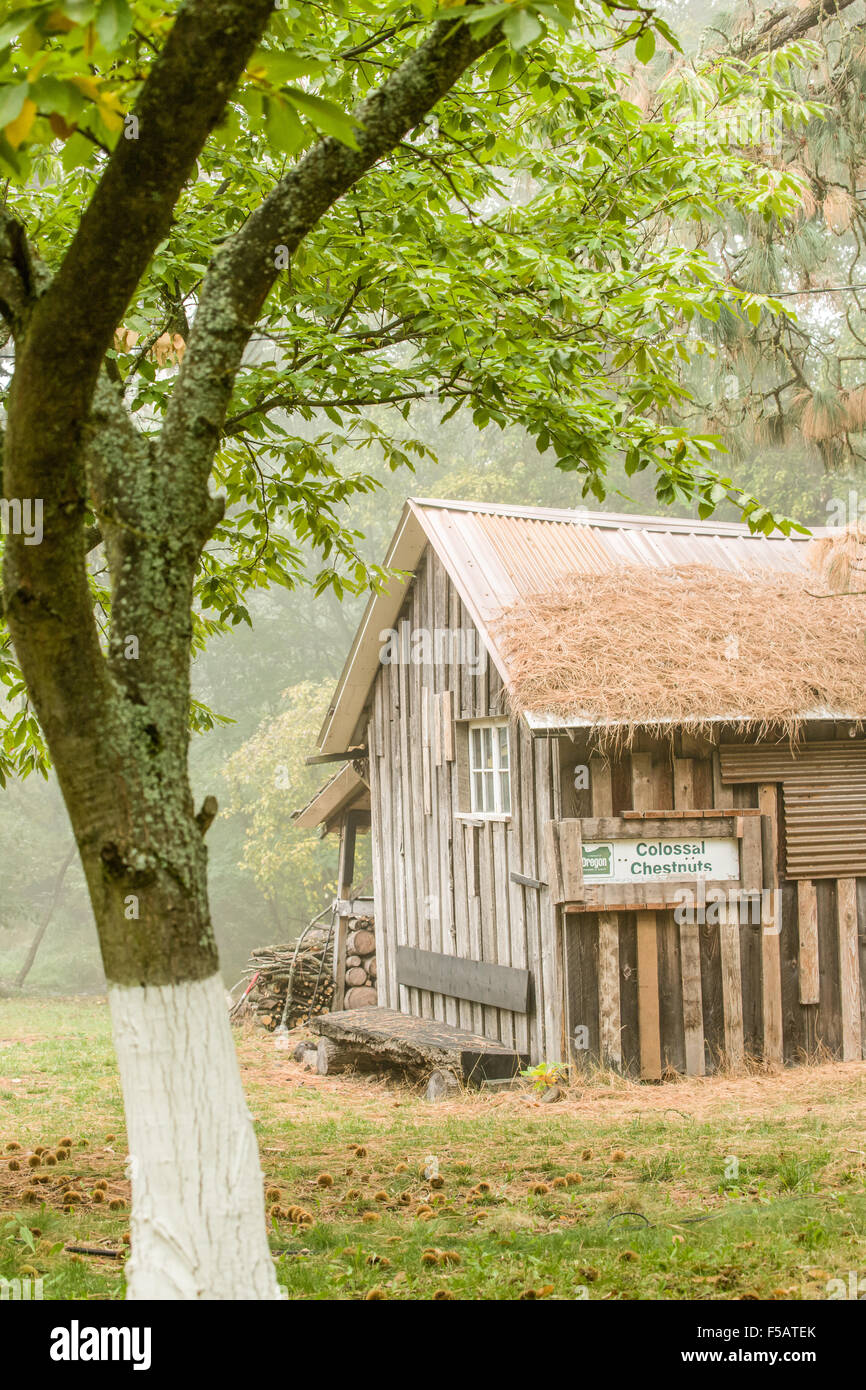 Japanese european grafted chestnut hi-res stock photography and images ...