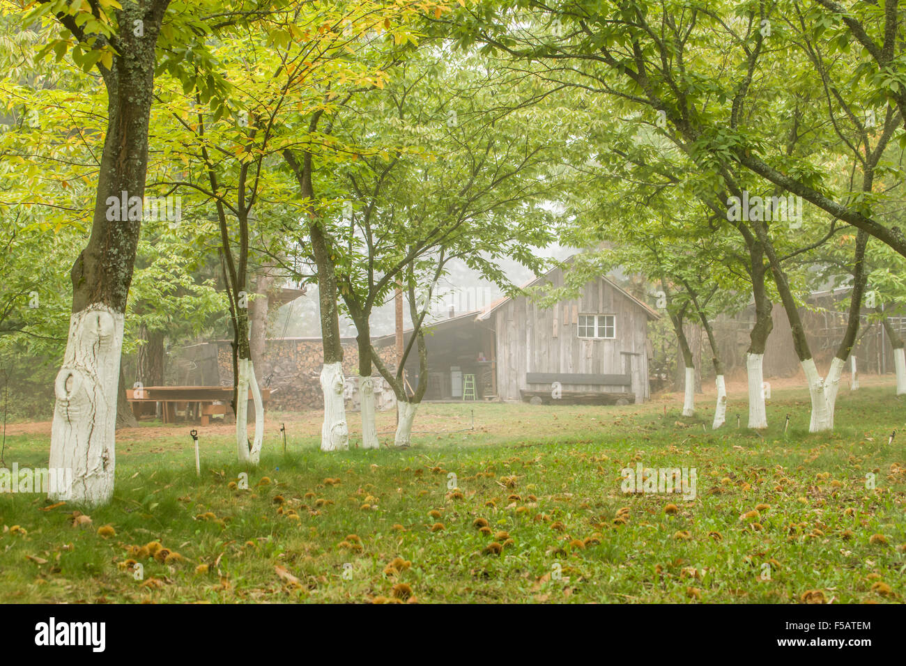 Nella chestnut farm hi-res stock photography and images - Alamy