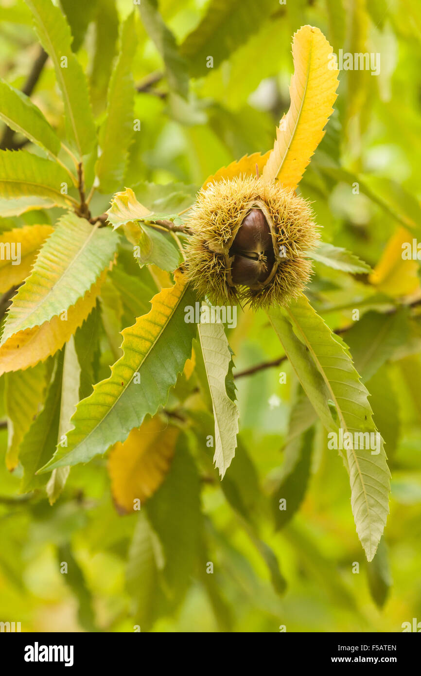 Colossal chestnut hi-res stock photography and images - Alamy