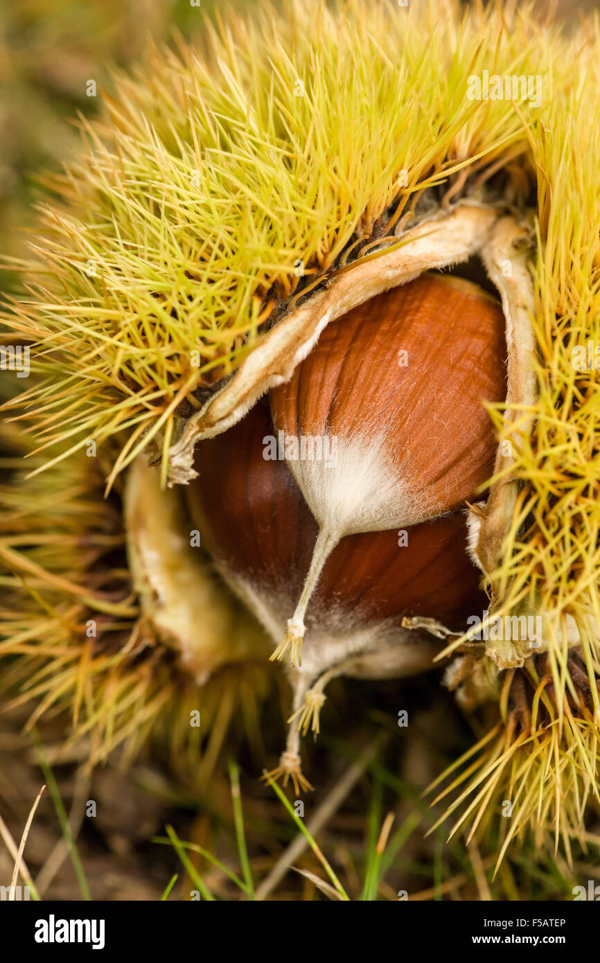 Chestnuts on the ground at the Nella Chestnut Farm near Hood River ...