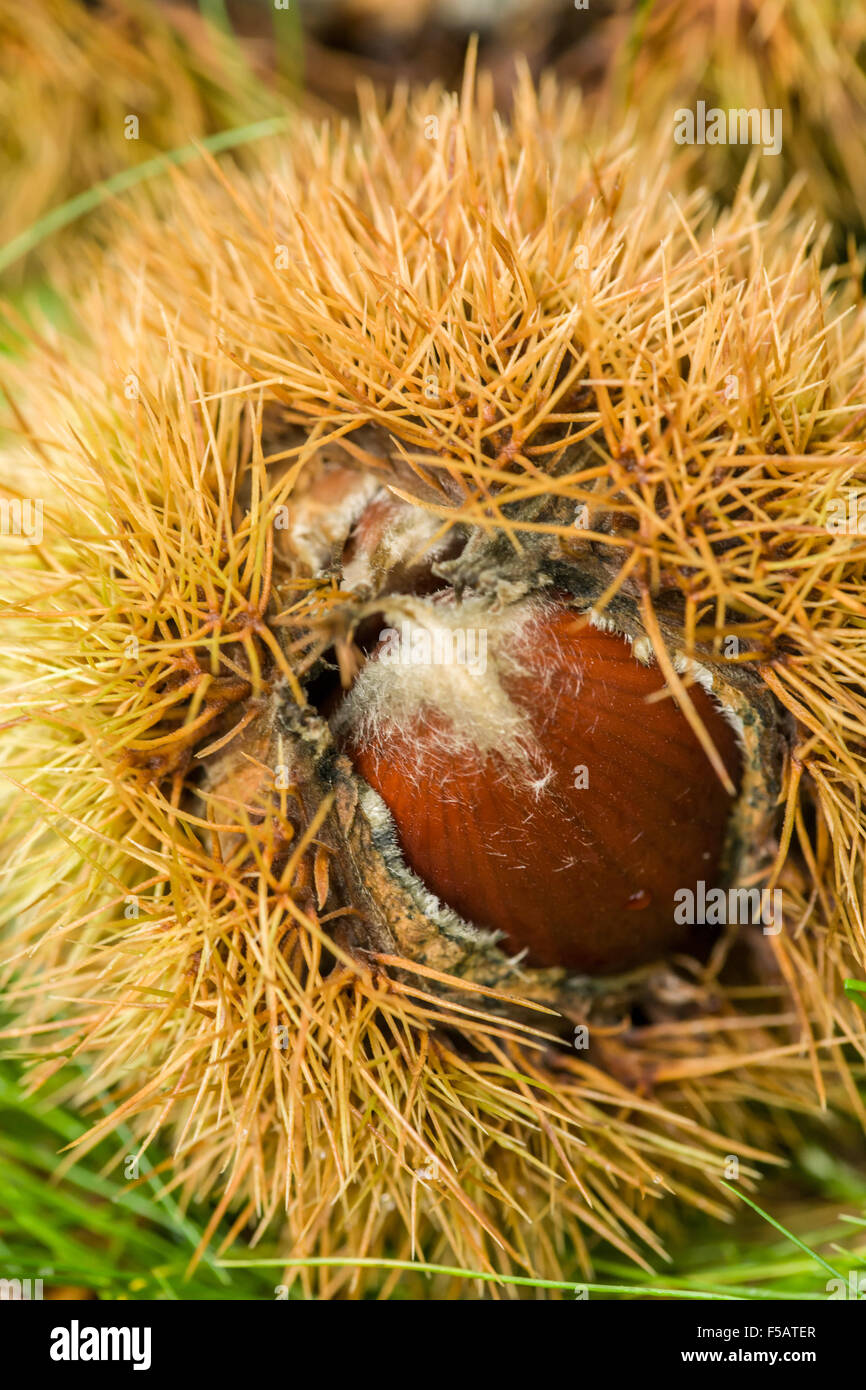 Colossal chestnut hi-res stock photography and images - Alamy