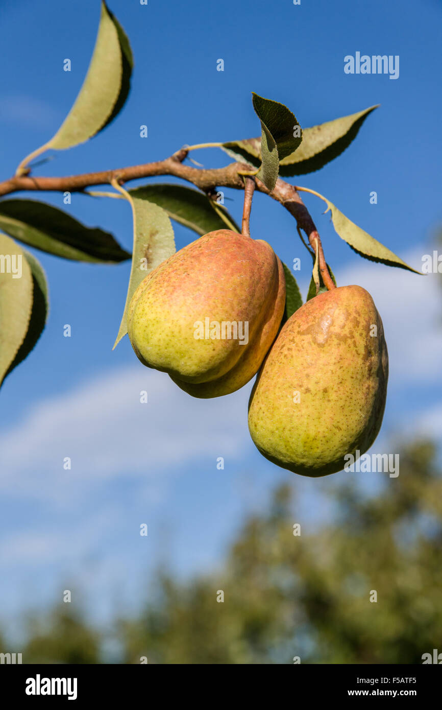 Close up pears hi-res stock photography and images - Alamy