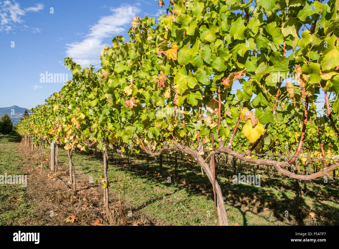 Grape vine trellis hi-res stock photography and images - Alamy