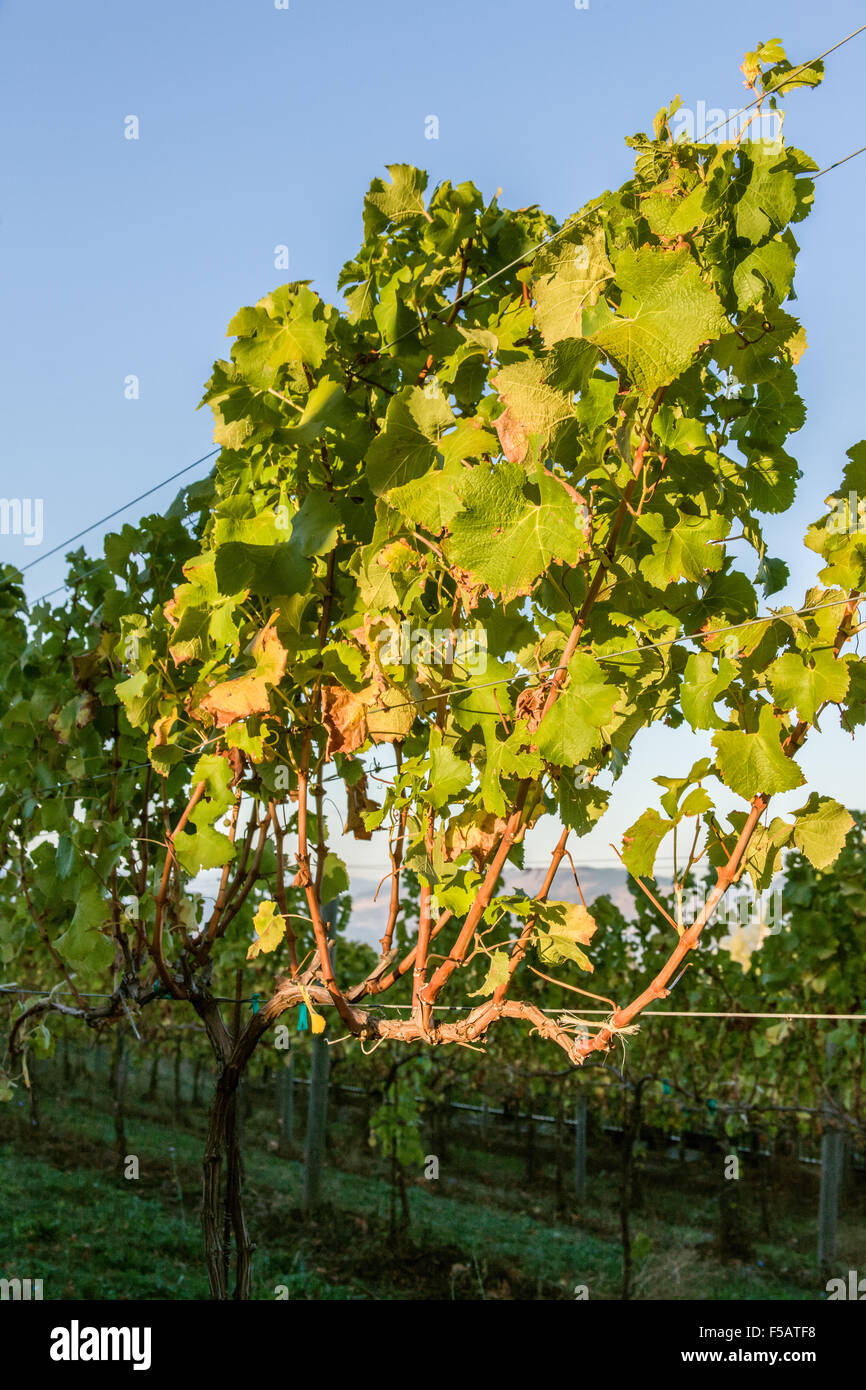 Grape trellis hi-res stock photography and images - Alamy