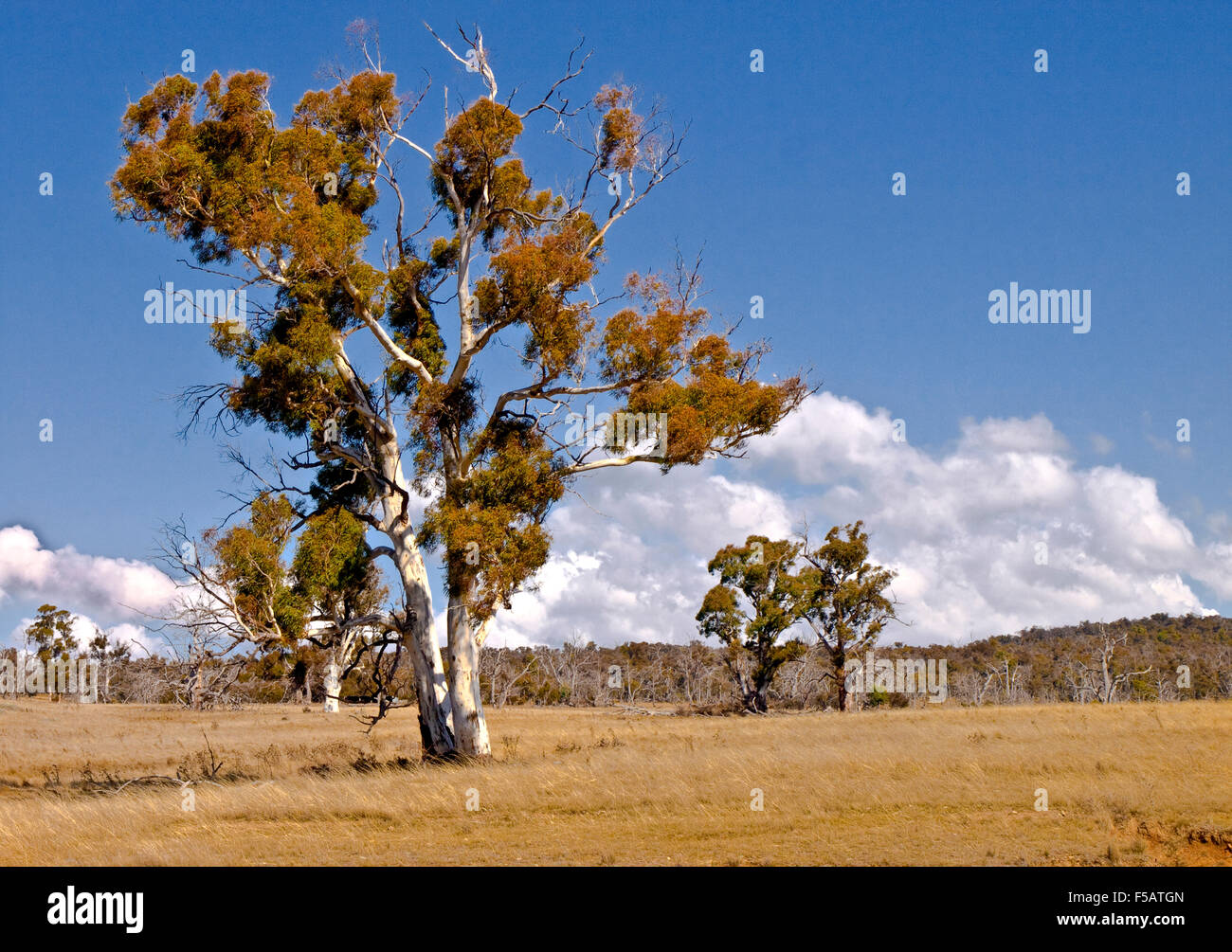 Eucalyptus camaldulensis hi-res stock photography and images - Alamy