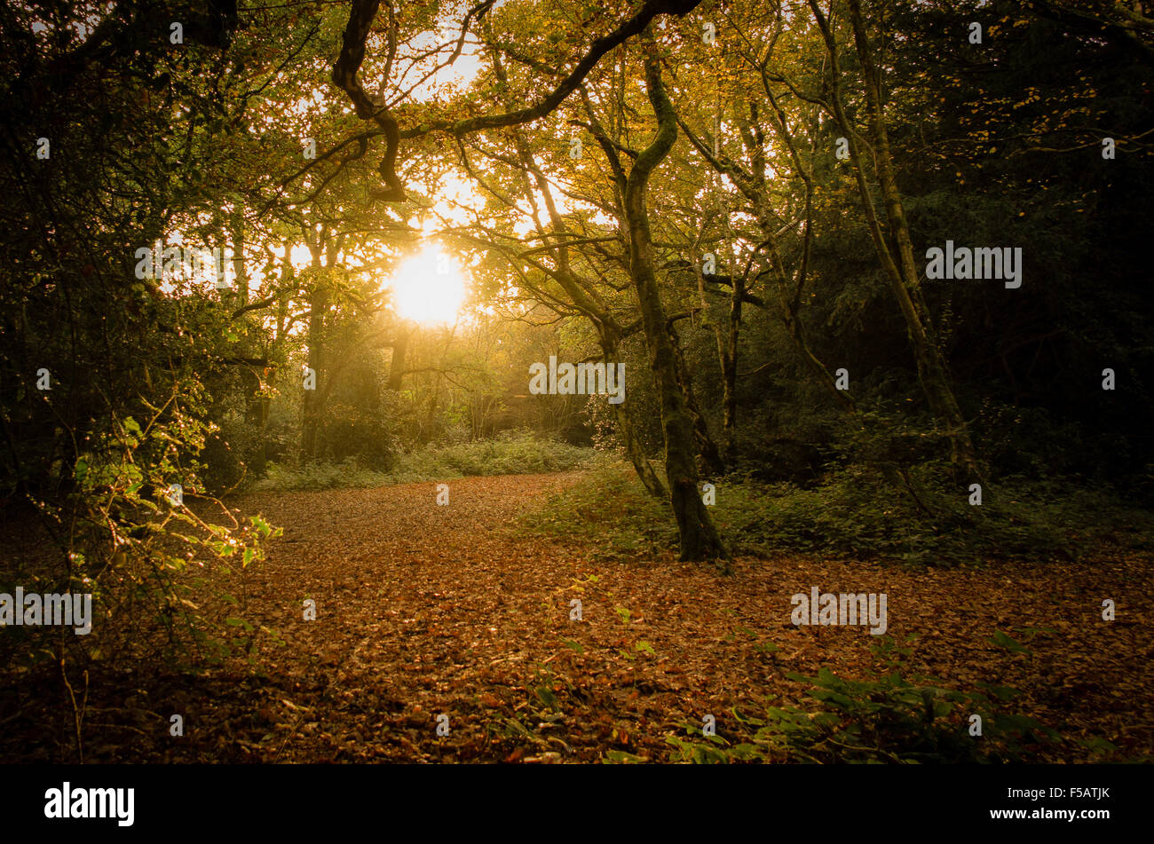 Sunlight in forrest hi-res stock photography and images - Alamy