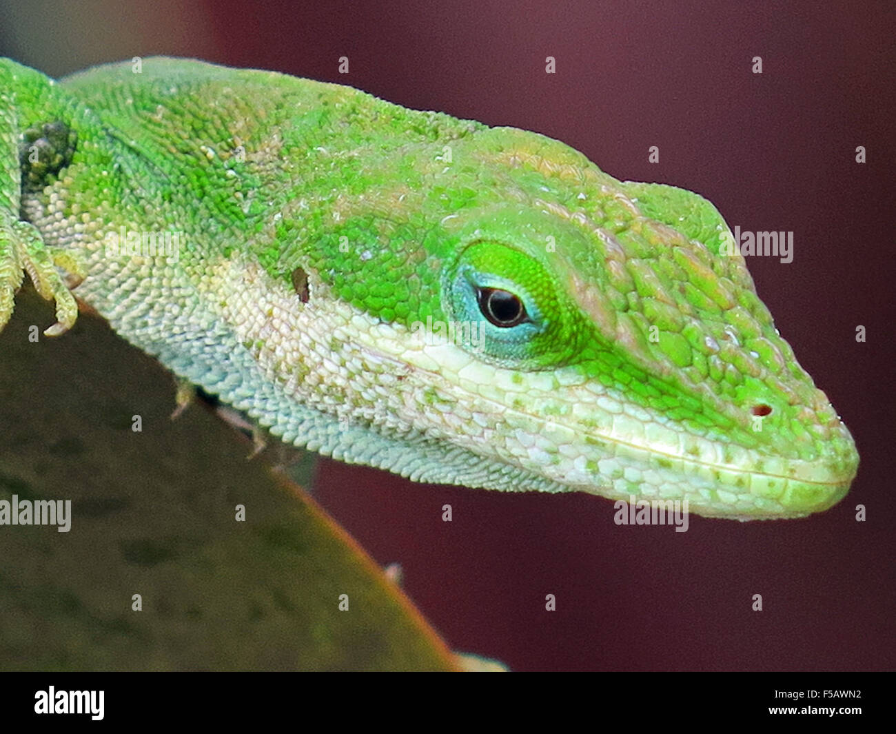 Gecko lizards hi-res stock photography and images - Alamy