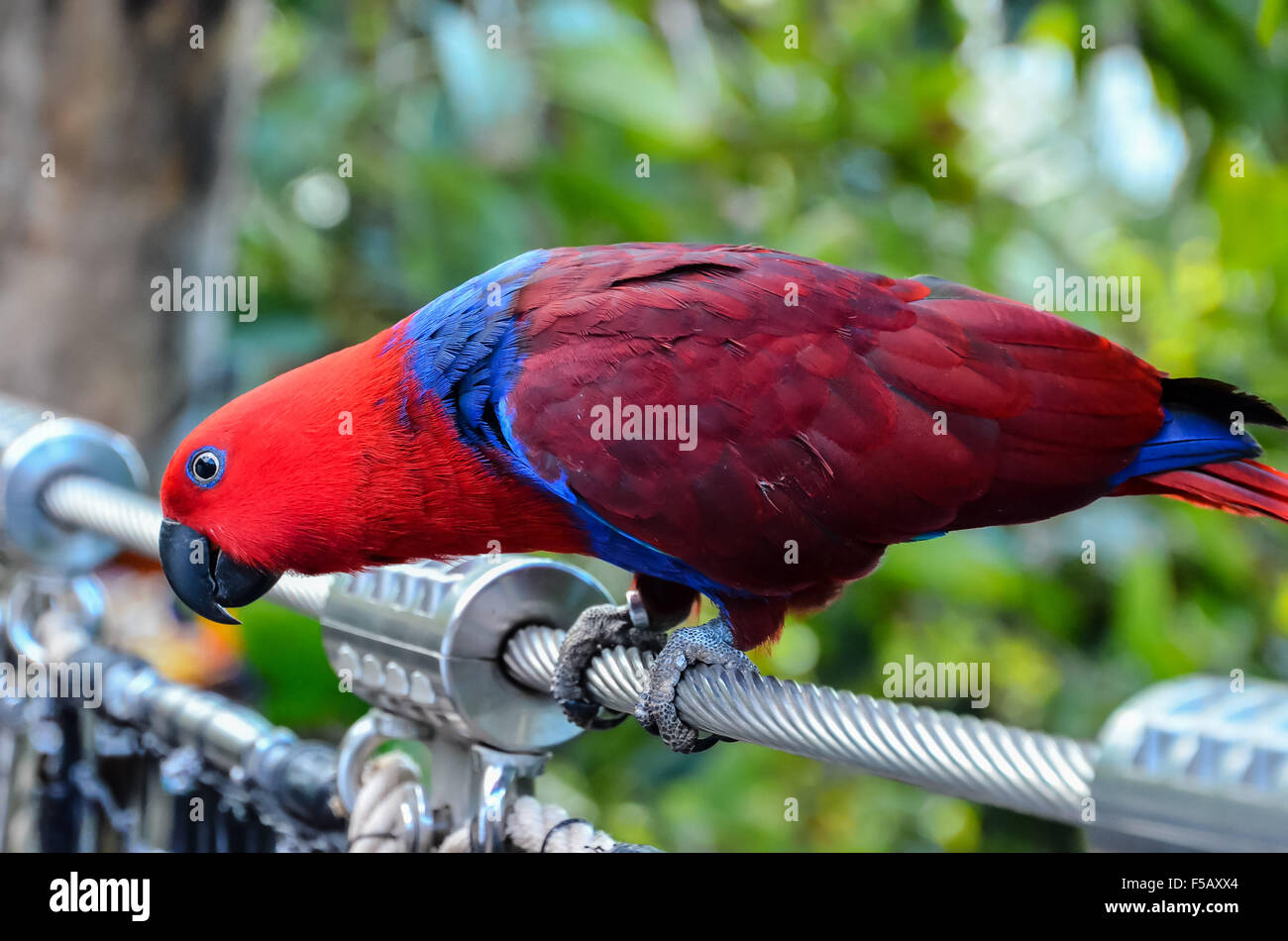 Parrot Tropical Bird Stock Photo - Alamy