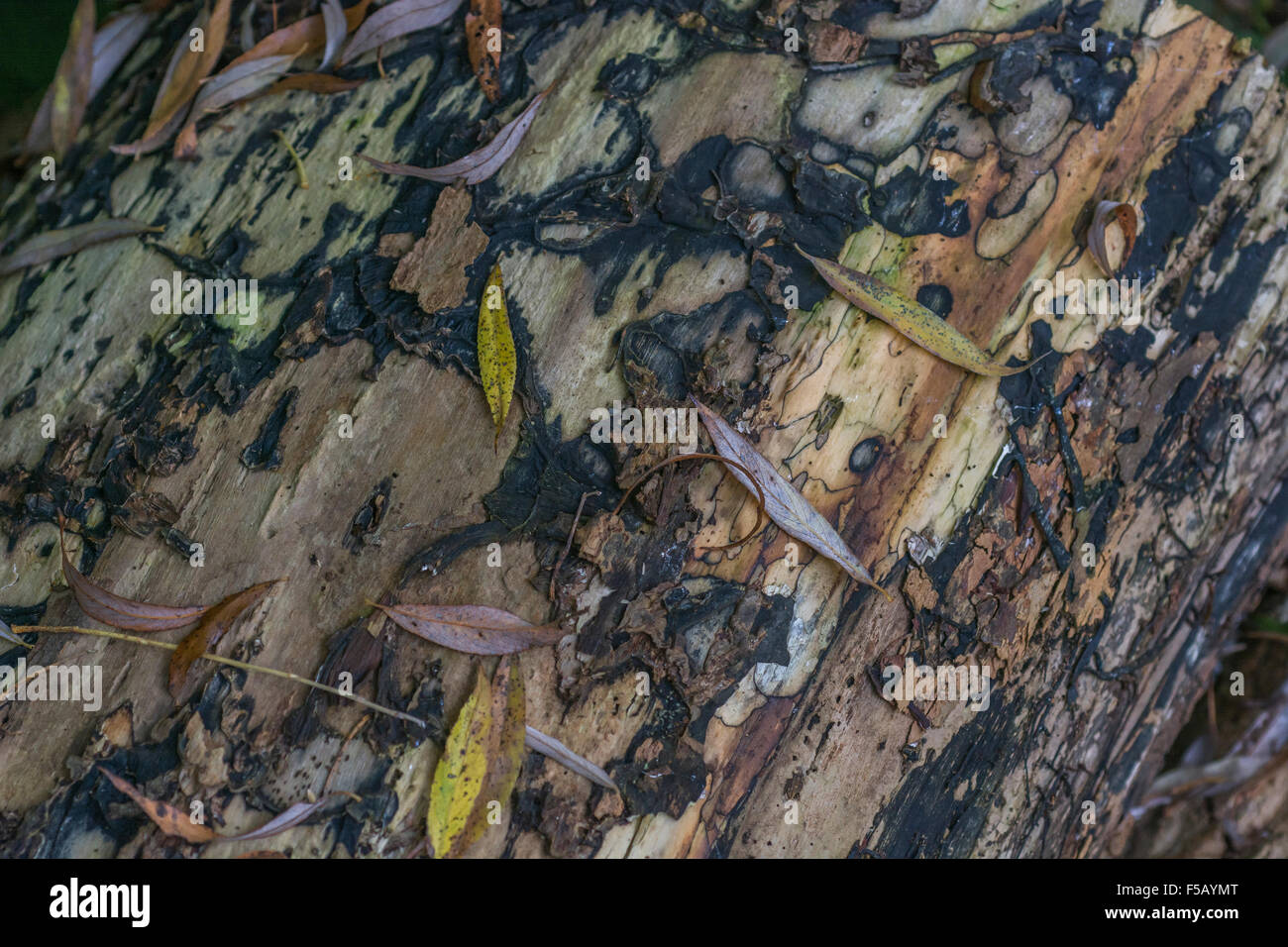 Autumn leaf litter lying on the frosted surface of a fallen tree trunk ...