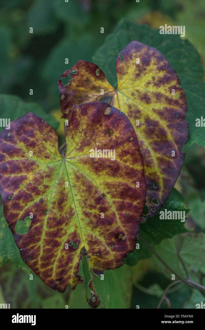 Decaying autumnal leaves Stock Photo - Alamy